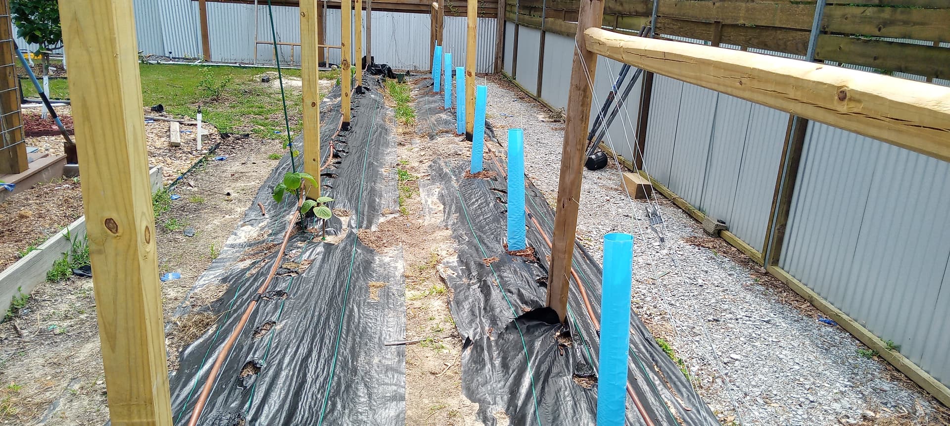 Planting Bare Root Grapes - Page 2 - General Fruit Growing - Growing Fruit