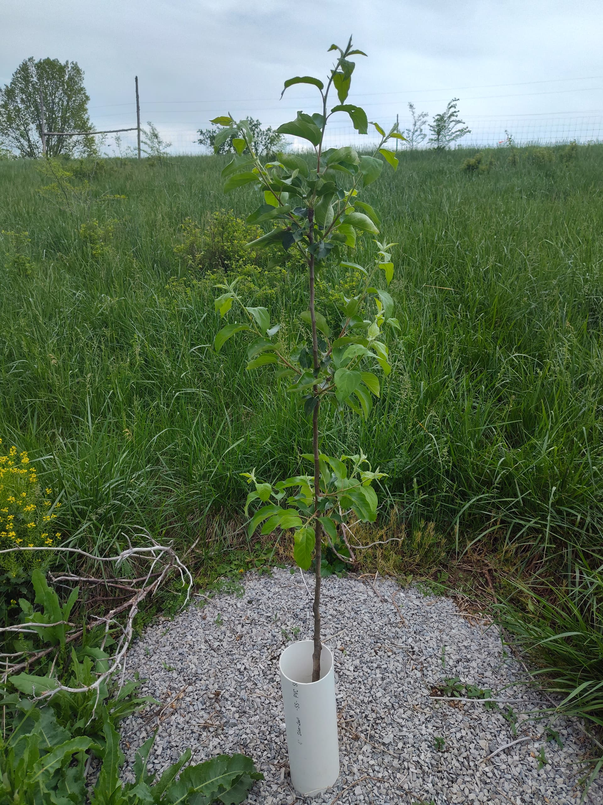 Young apple tree training. A Study of the Framework of the Apple Tree ...