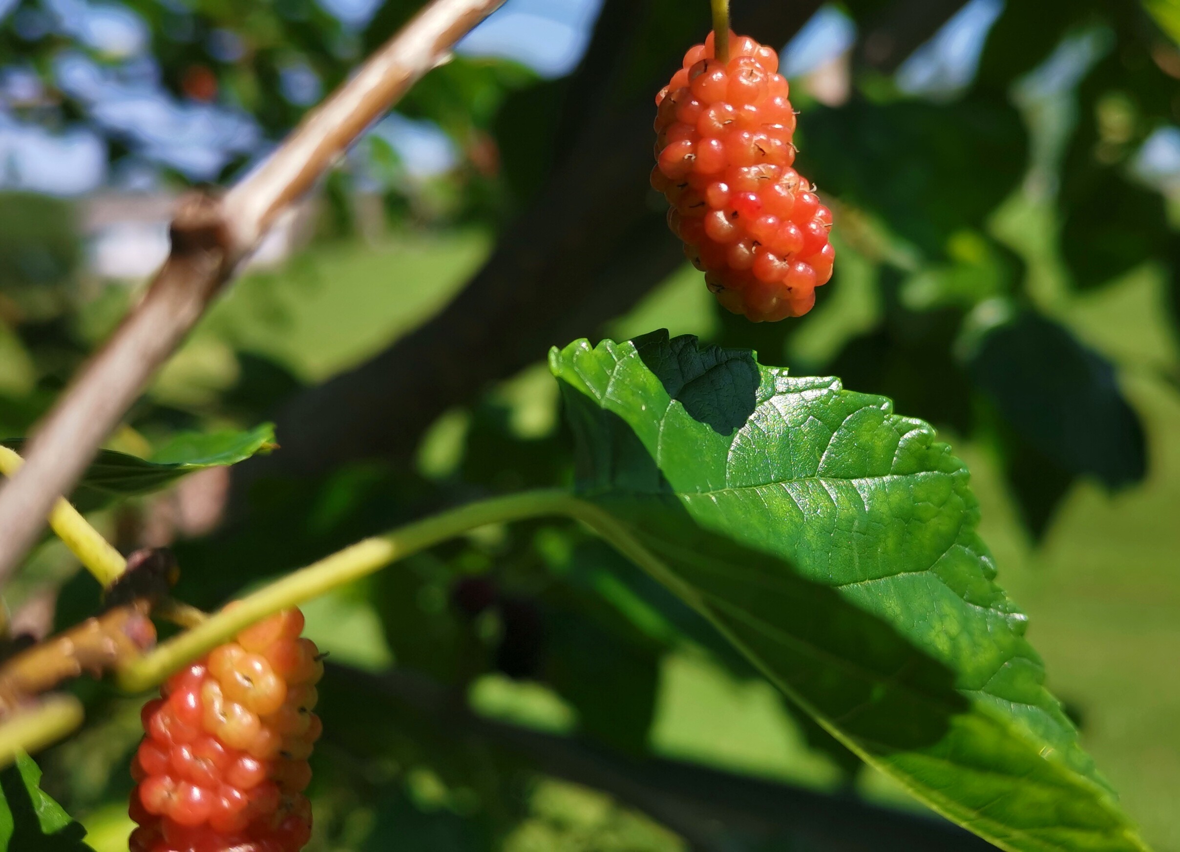 Does SWD infest mulberries? - General Fruit Growing - Growing Fruit