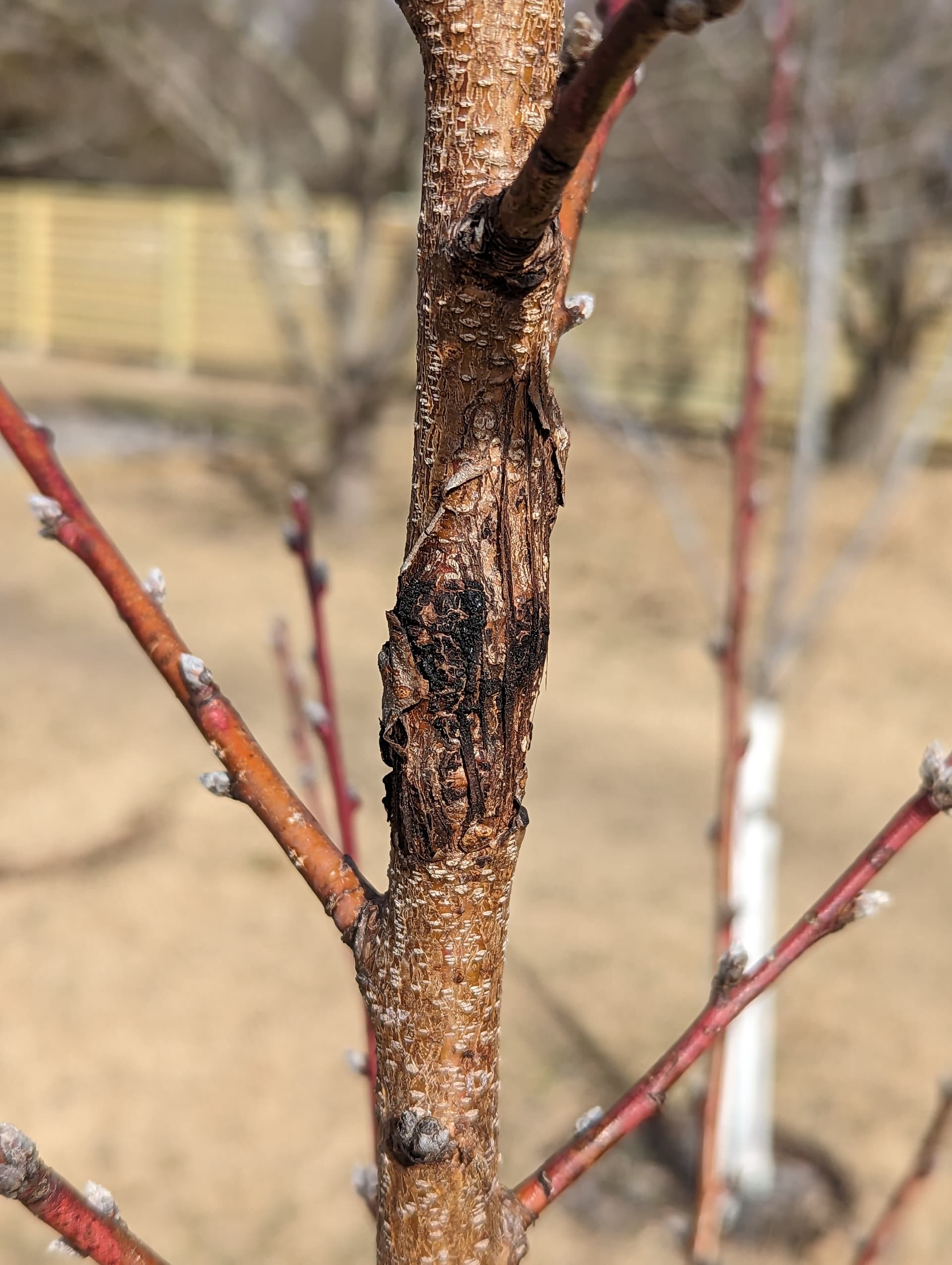 Arctic glo bark damage - General Fruit Growing - Growing Fruit