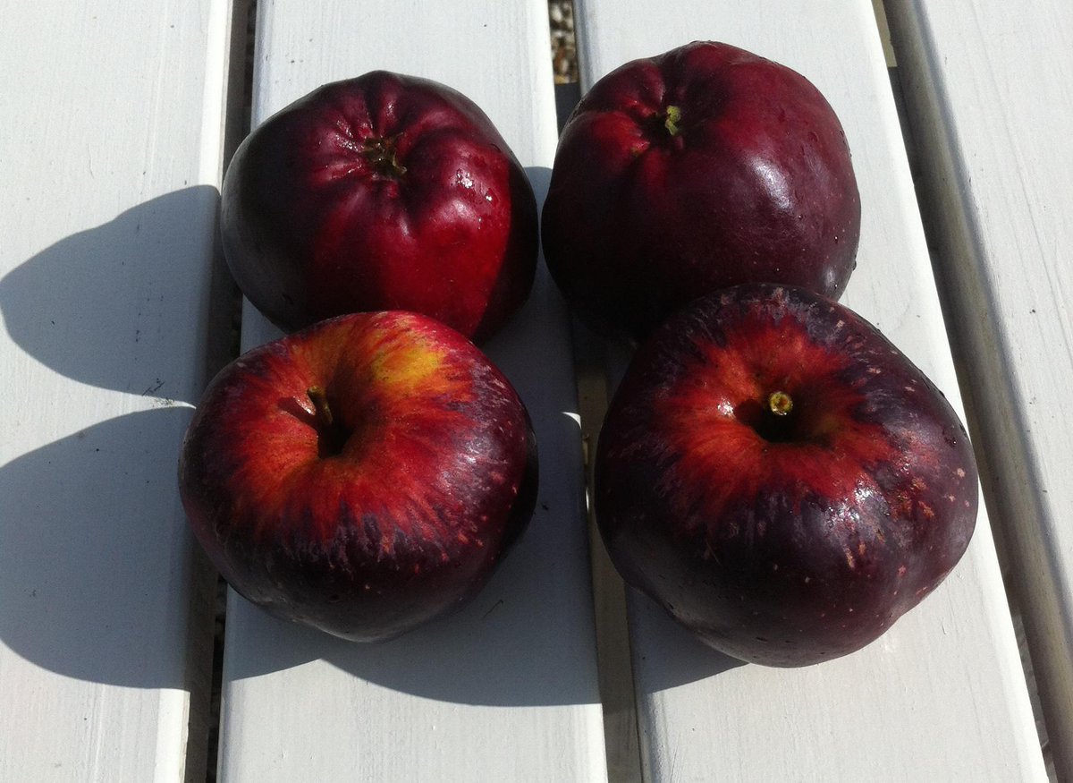 Red Sport of 'Calville Blanc D’Hiver' ('Roode Herfstcalville') Apple ...