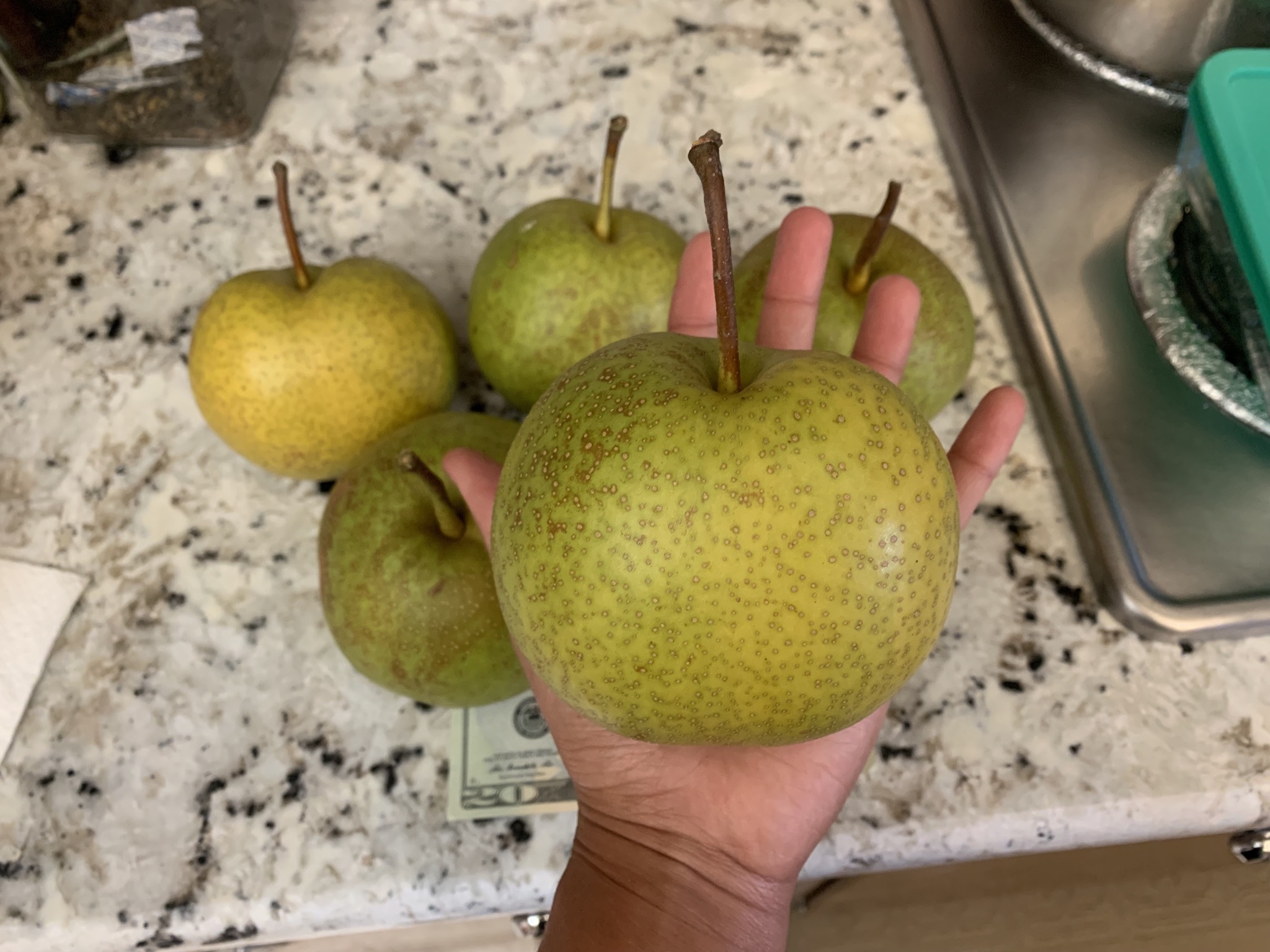 Drippin' Honey Asian Pear - General Fruit Growing - Growing Fruit