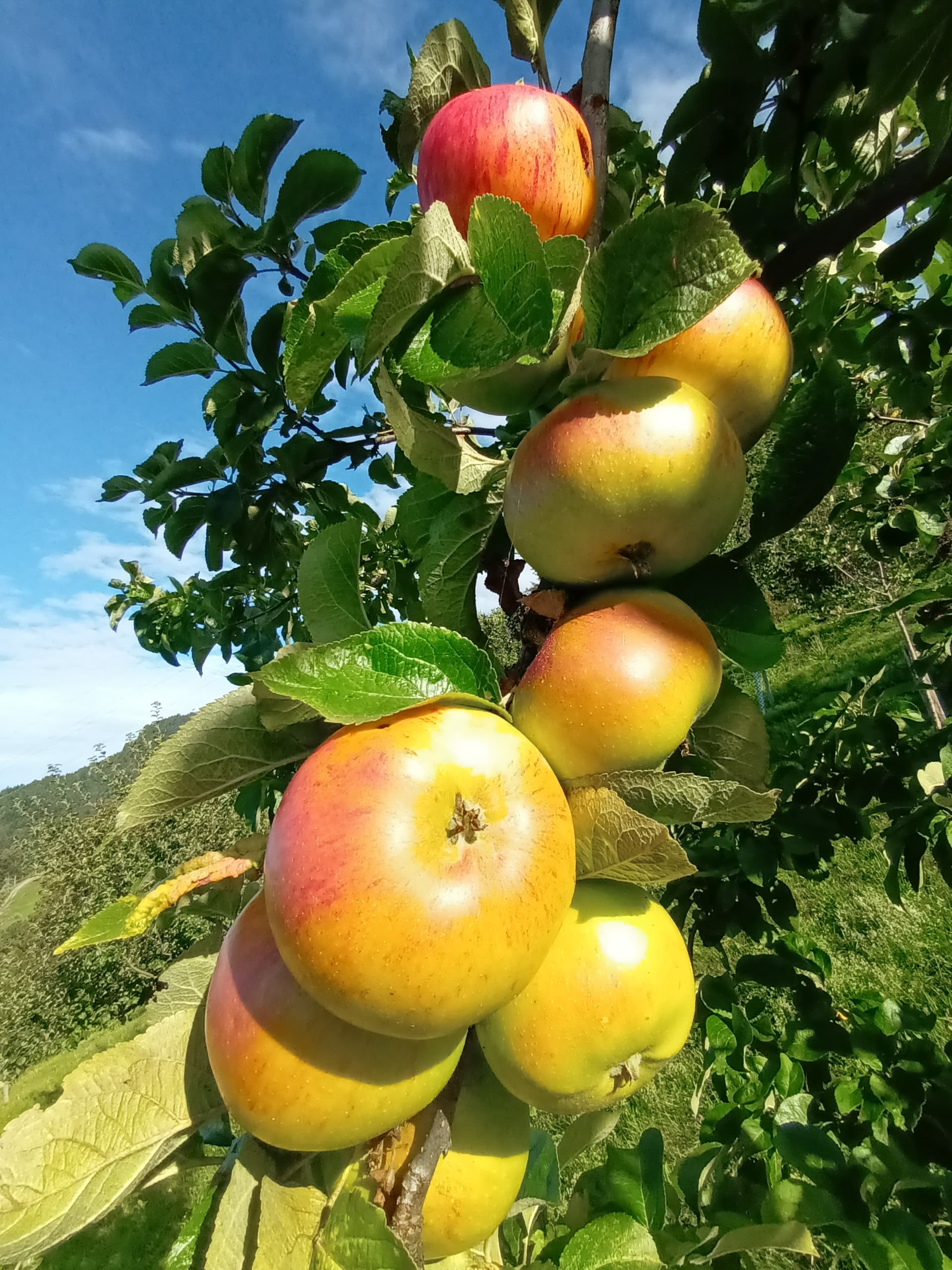 Apple (fruit only) pictures from your backyard orchards, please - Page ...
