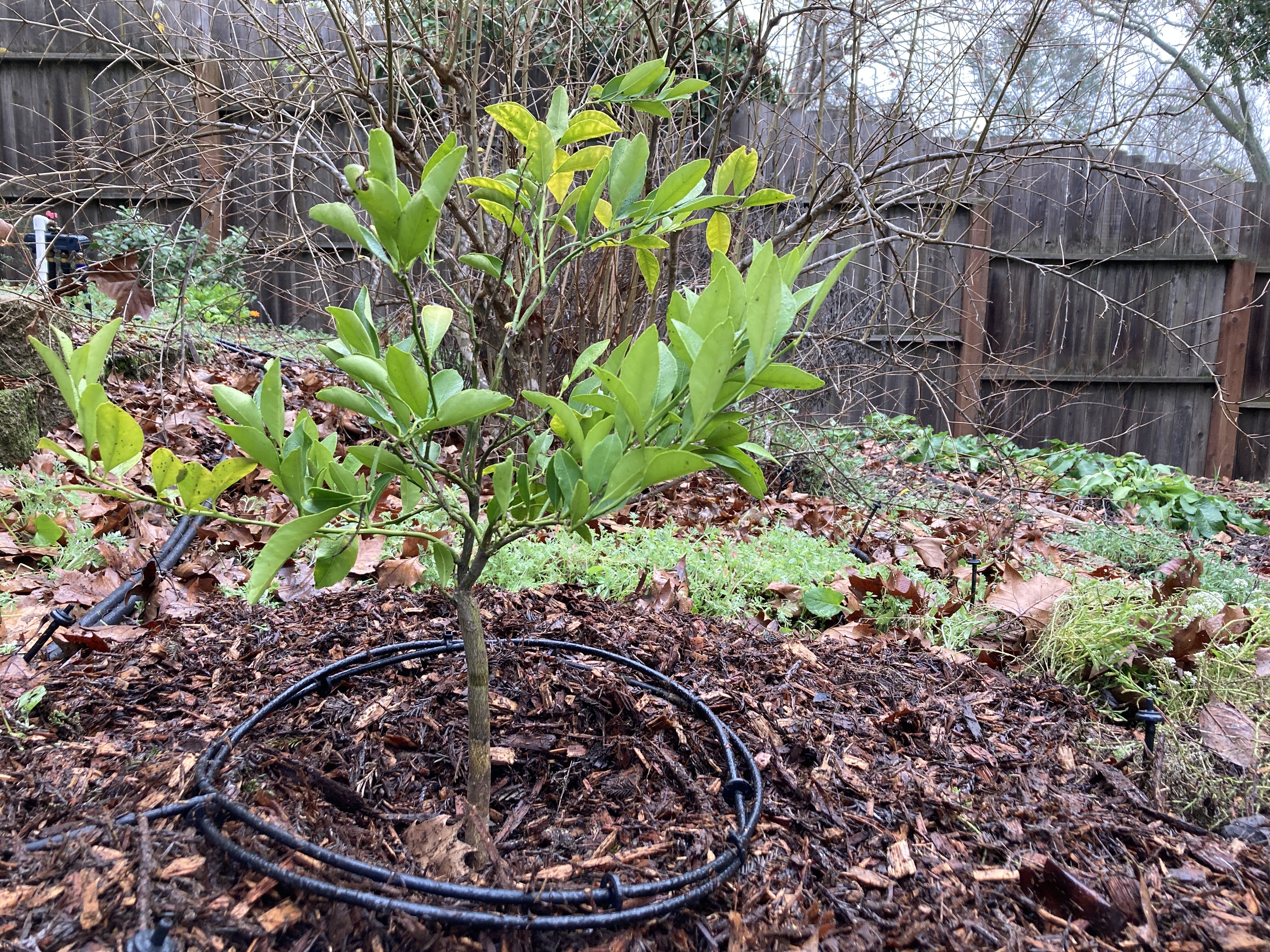 Gophers ate up citrus whip roots - General Gardening - Growing Fruit
