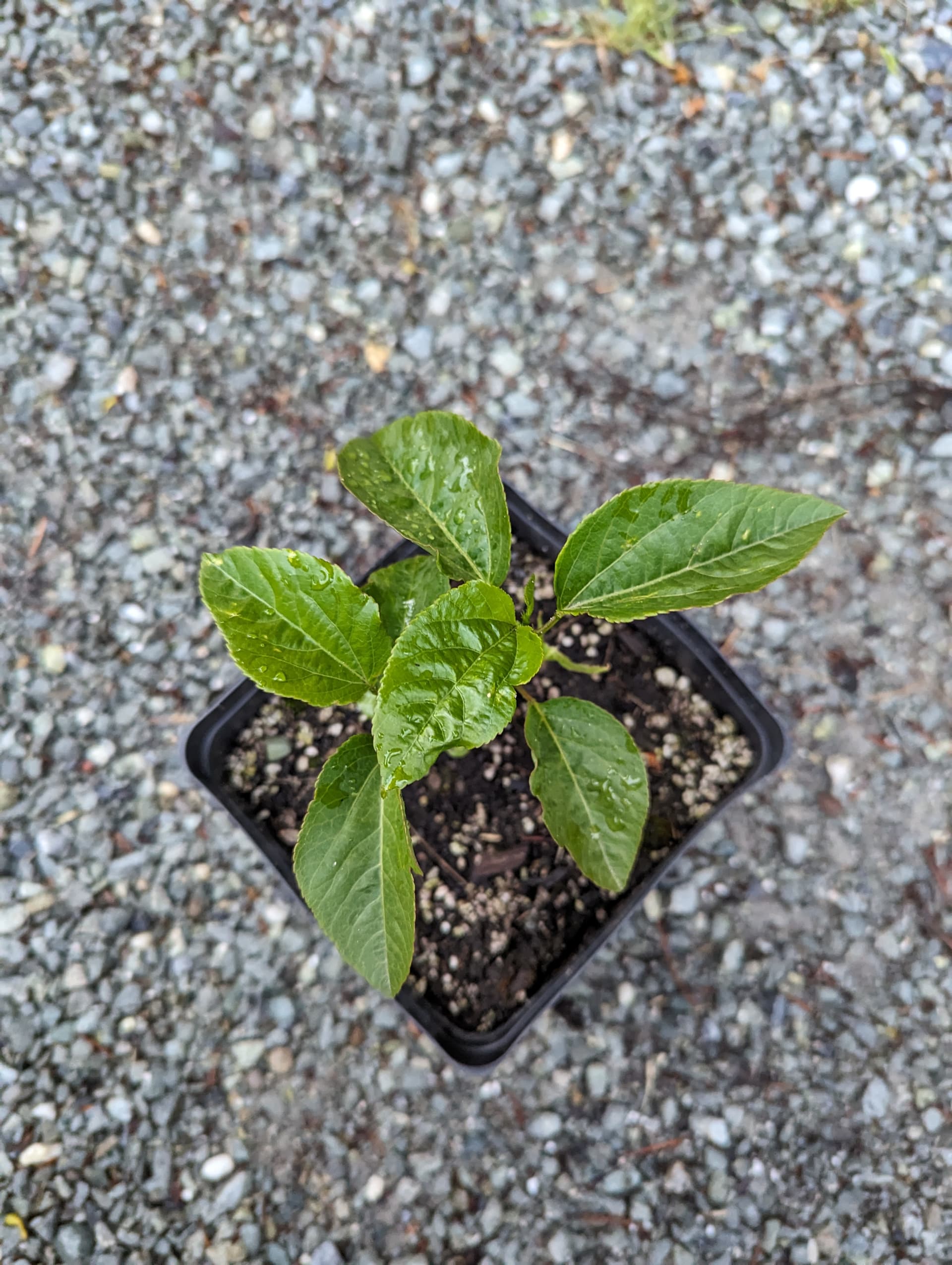 Hardy Passiflora (maypop). Too good to be true? - Page 3 - General ...