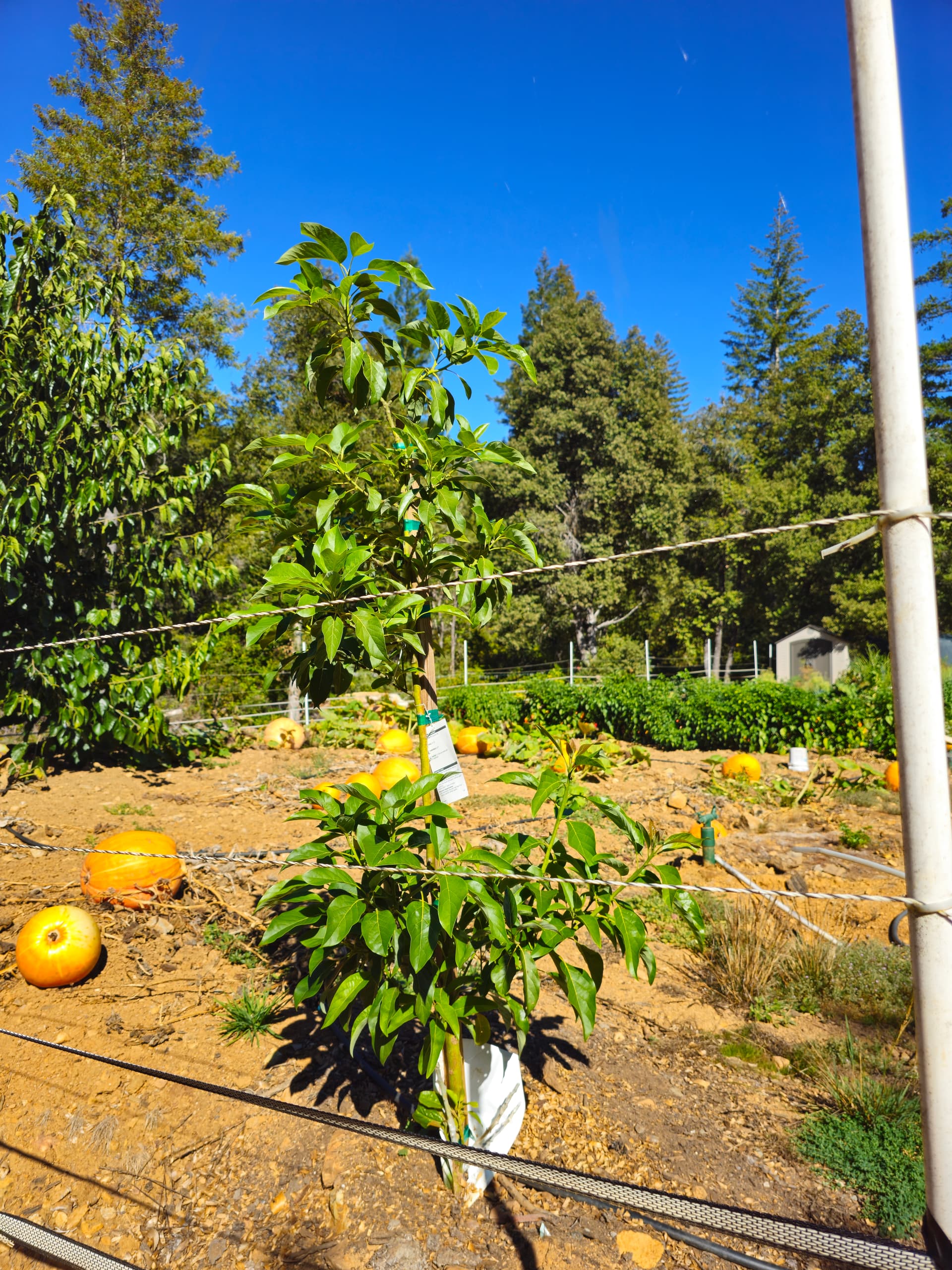 Moisture (Condensation) Buildup in Avocado Scion Parafilm, Turning ...