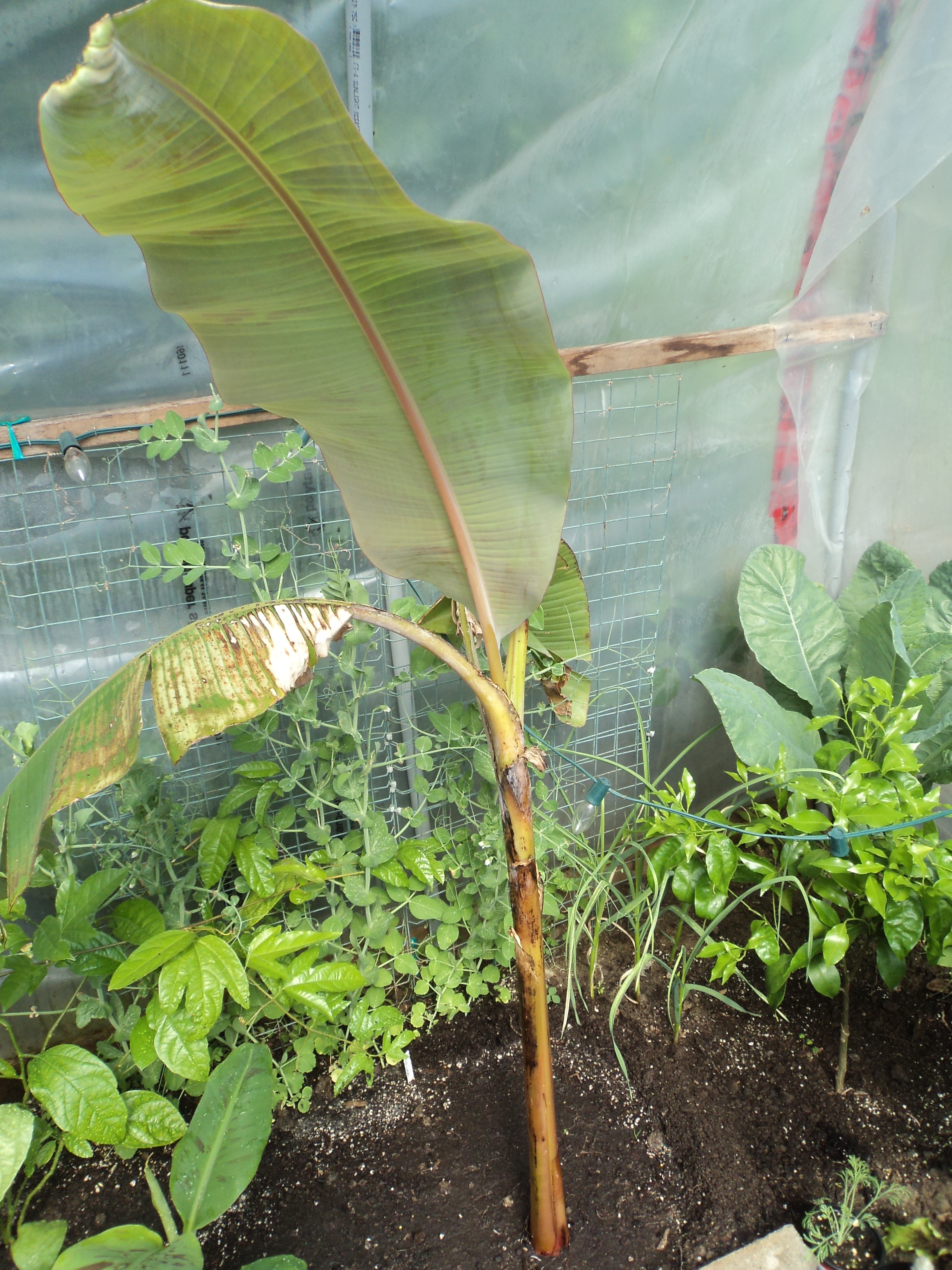 Pisang Ceylon timeline - Pictures! - Growing Fruit
