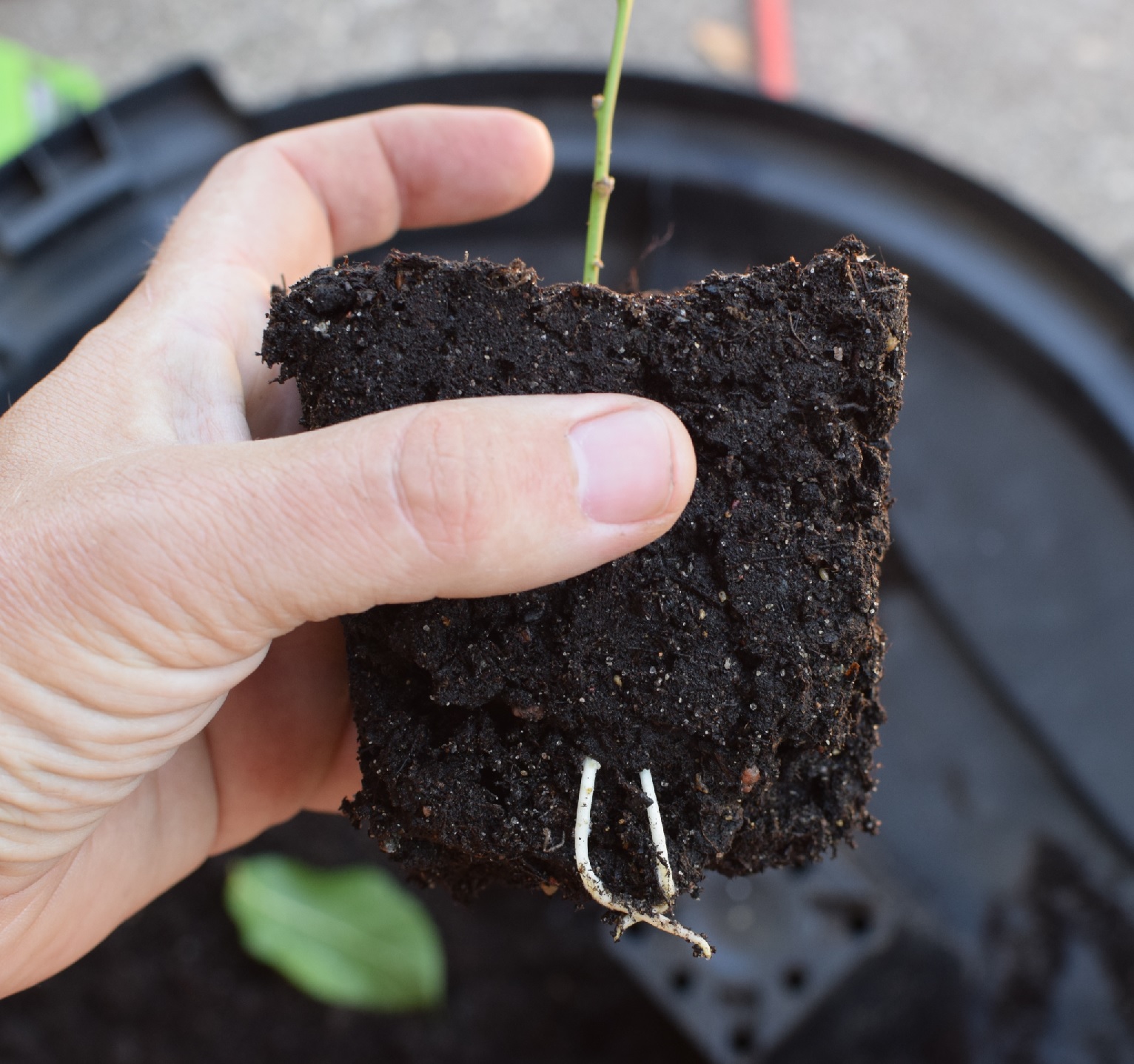 Cuttings & How to Root Them - Page 3 - Guides - Growing Fruit