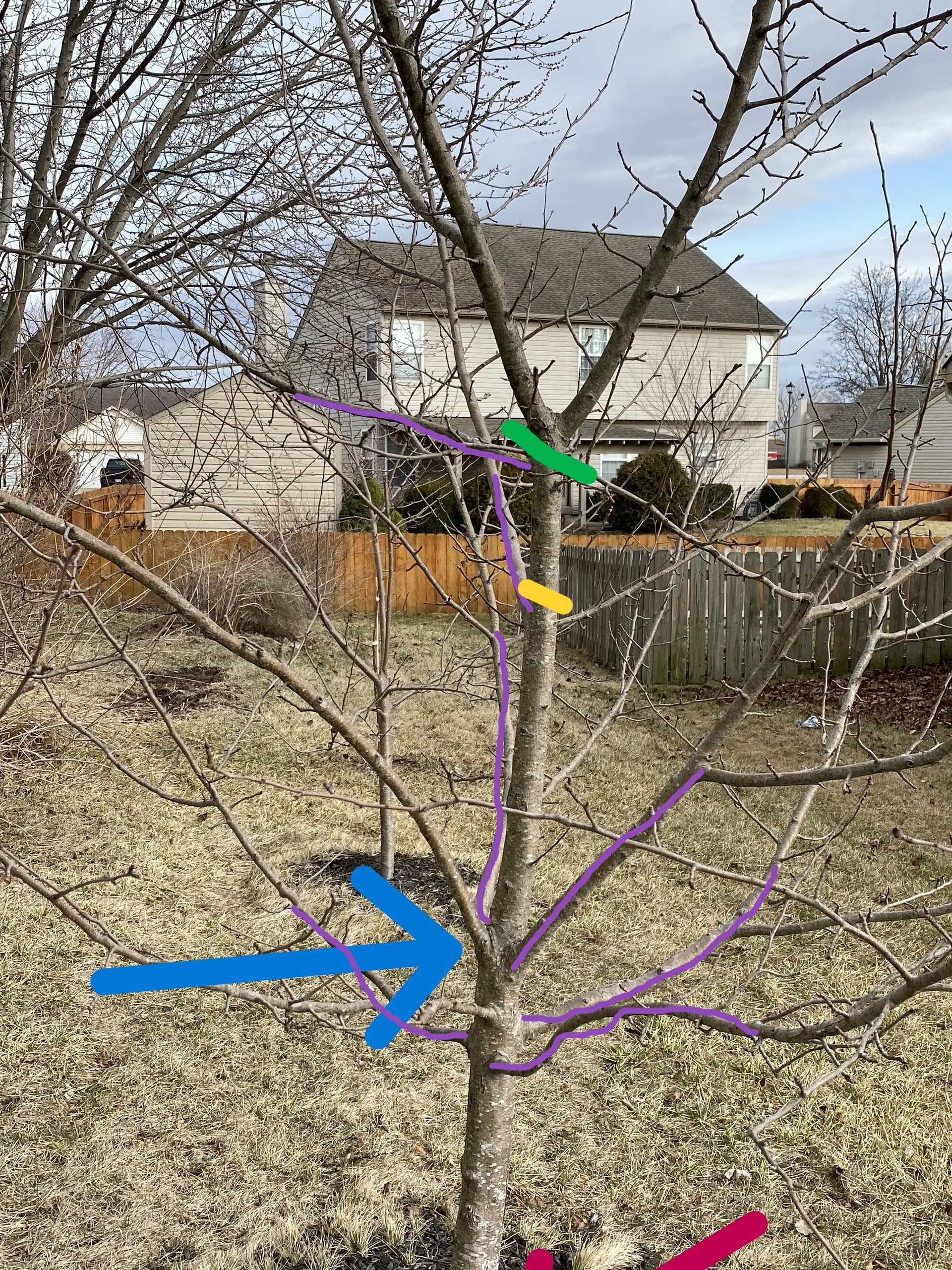 Looking for Apple Pruning Advice - General Fruit Growing - Growing Fruit