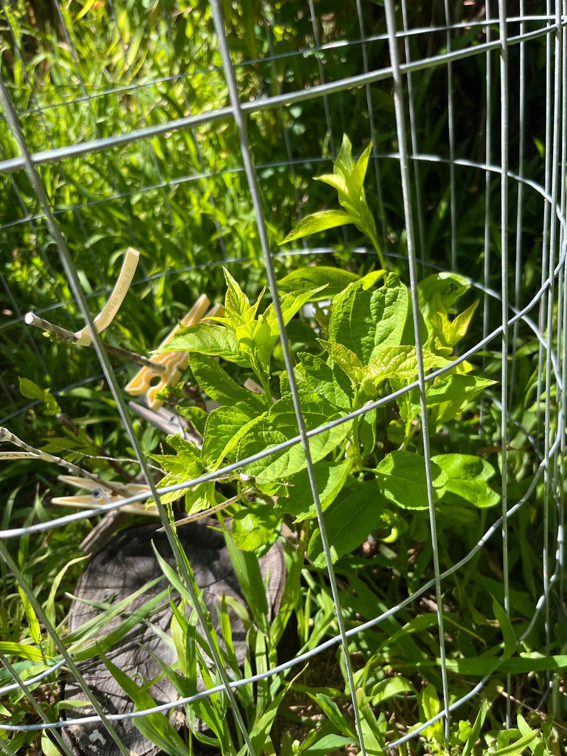 Plum rootstock Stone Fruit compatibility - Page 2 - General Fruit ...