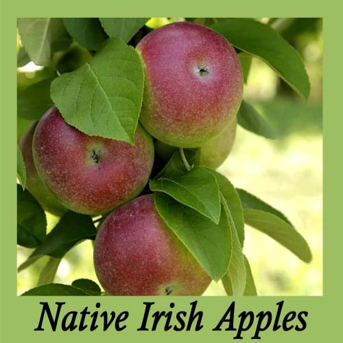 Casimir Holeski apples - General Fruit Growing - Growing Fruit