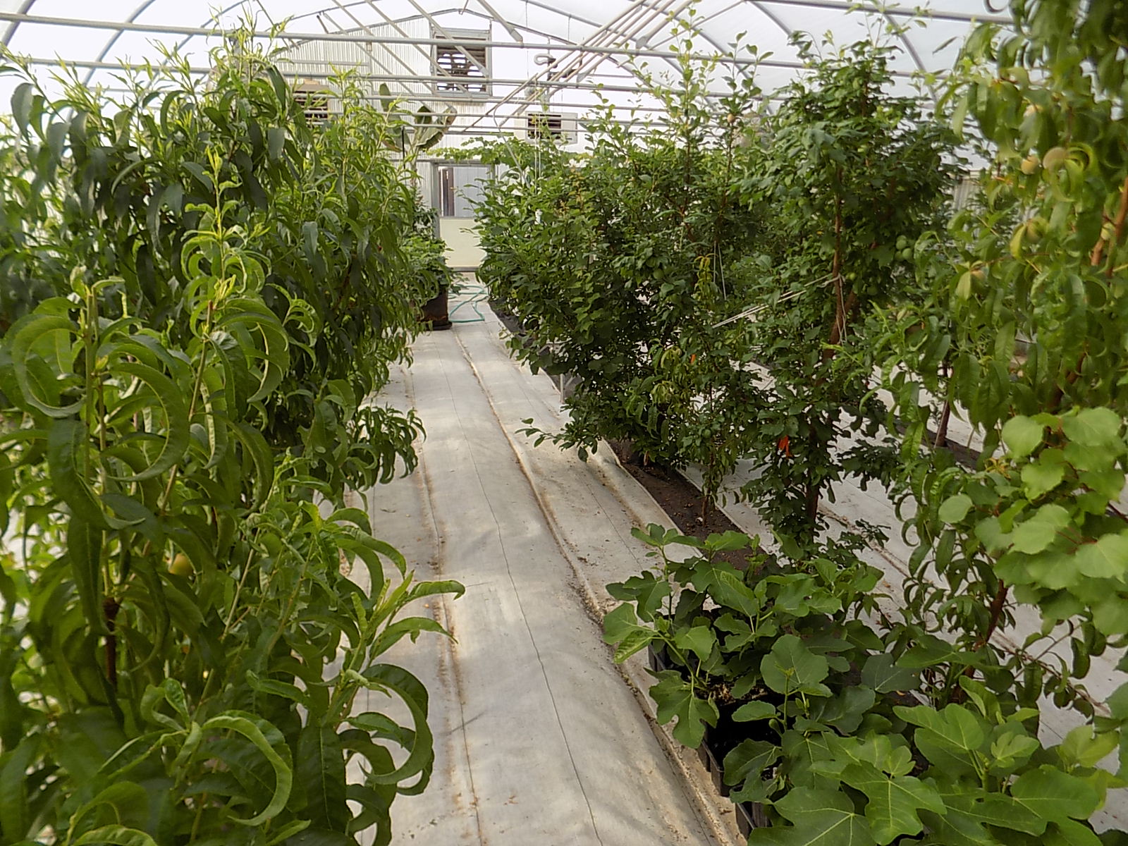 Neglected peach tree in Nairn, Scotland - General Fruit Growing ...