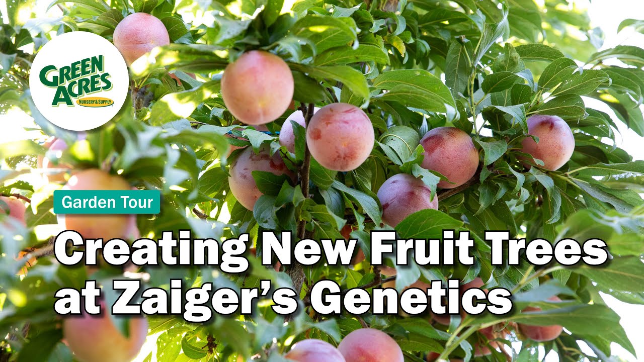 Hybrids that aren't hybrids - General Fruit Growing - Growing Fruit