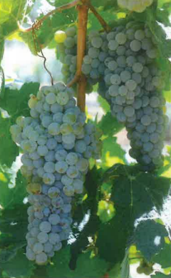 PD Resistant Wine & Table Grape Favorites - General Fruit Growing ...