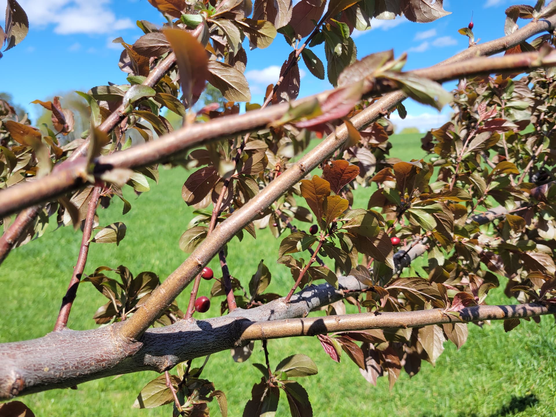 Stone Fruit Tree Structure Reducing Frost Damage - General Fruit ...