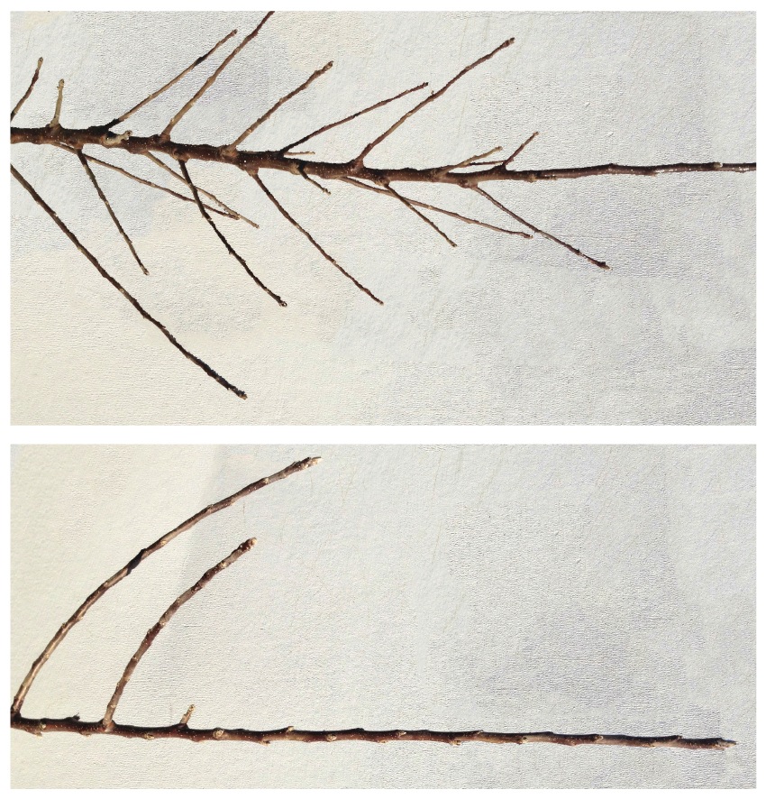 Inducing branching with Promalin or something similar - General Fruit ...