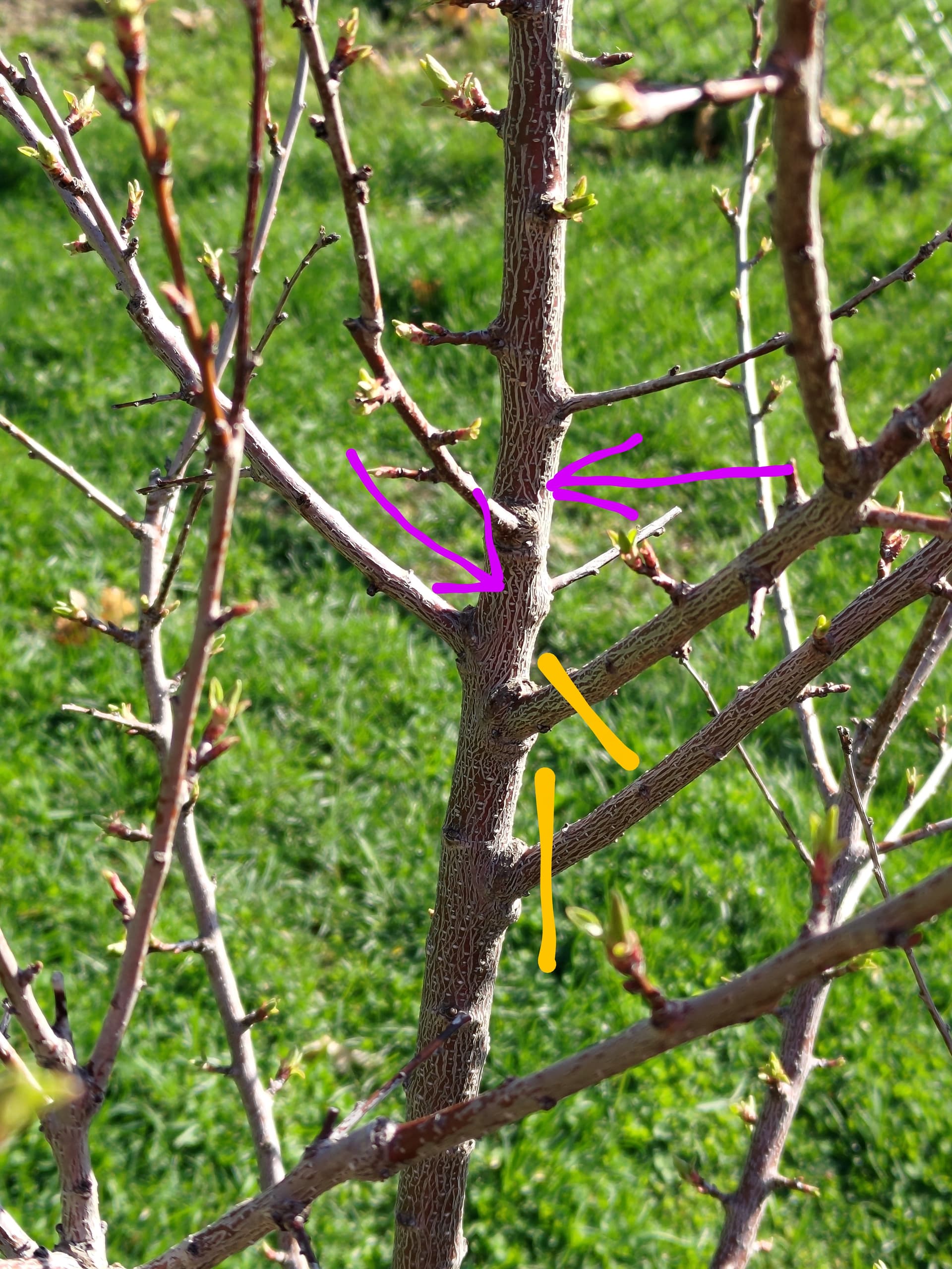 Pruning apricots - General Fruit Growing - Growing Fruit