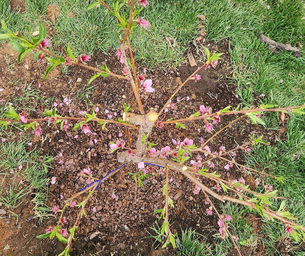 Peaches on a clay hillside - General Fruit Growing - Growing Fruit