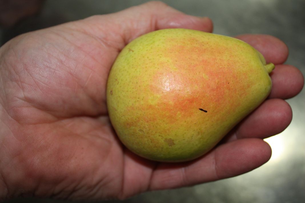 Varieties Of Pears Of Early Ripening - General Fruit Growing - Growing ...