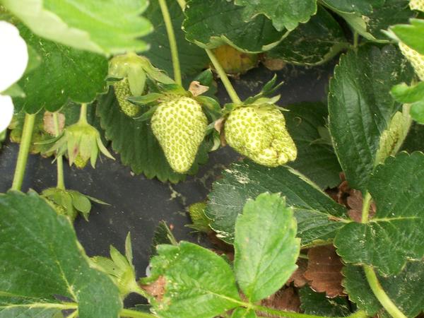 Causes of poor pollination, no fruit , deformed fruit, or small fruit ...