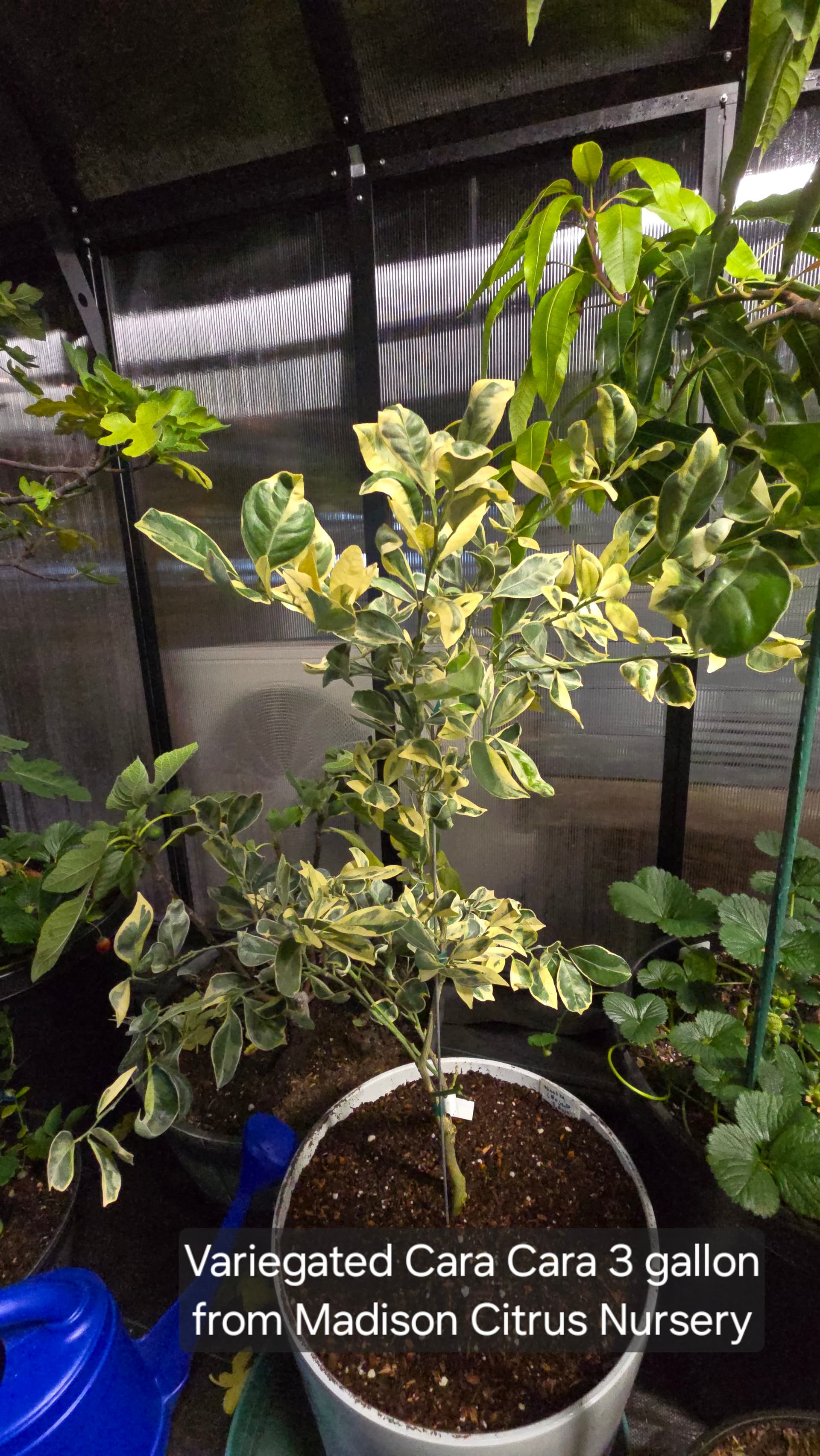 Citrus Collection from Various sellers - General Fruit Growing ...