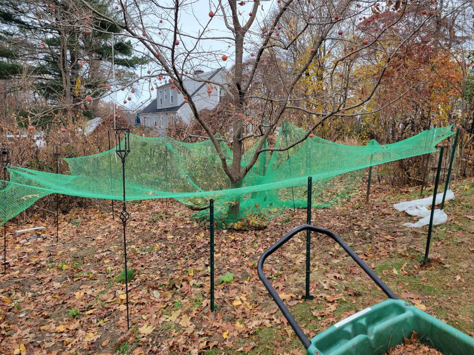 Prok and Yates American persimmons - Page 12 - General Fruit Growing ...