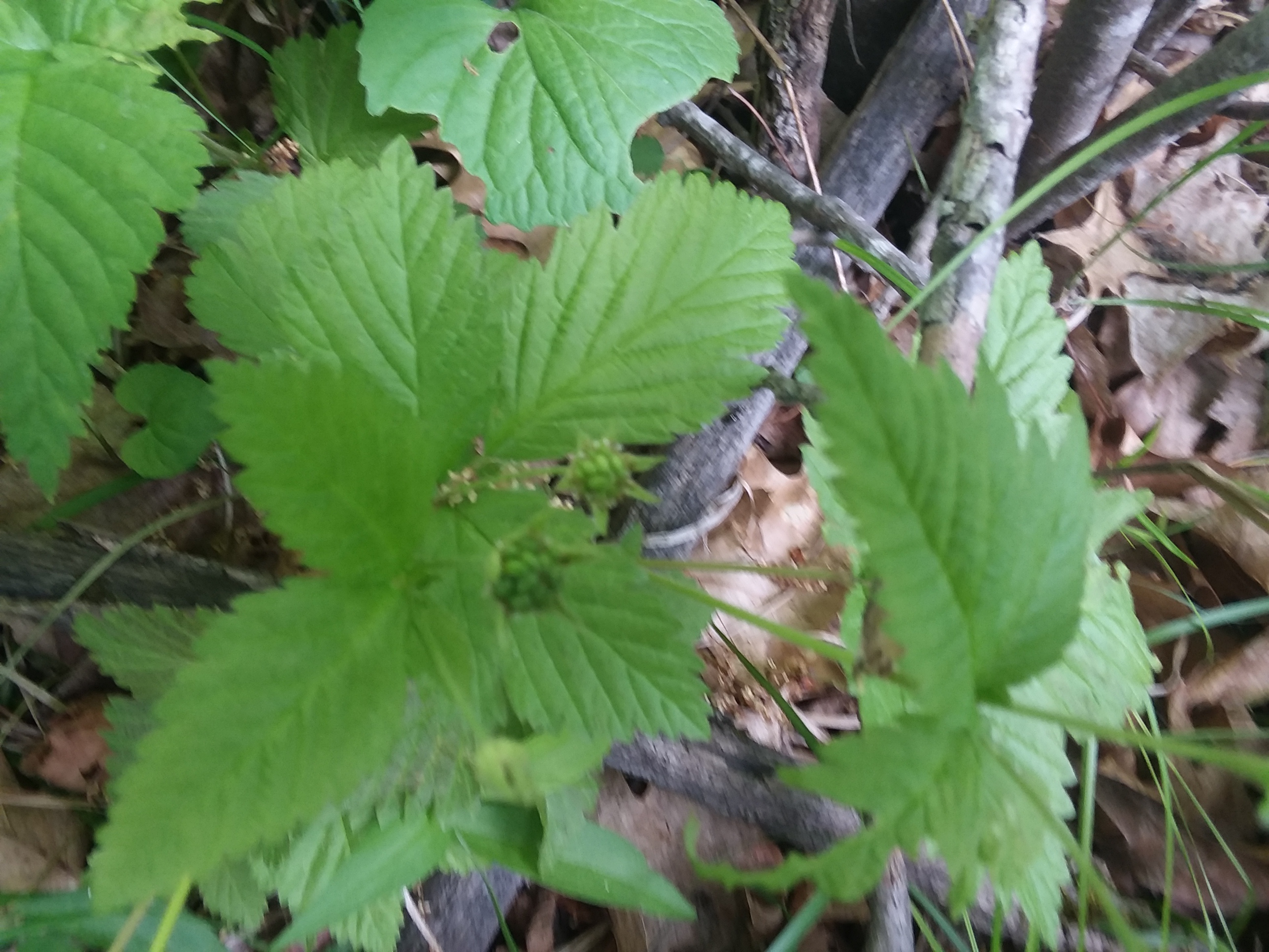 Groundcover/Arctic/Nagoon Raspberries - Page 2 - General Fruit Growing ...