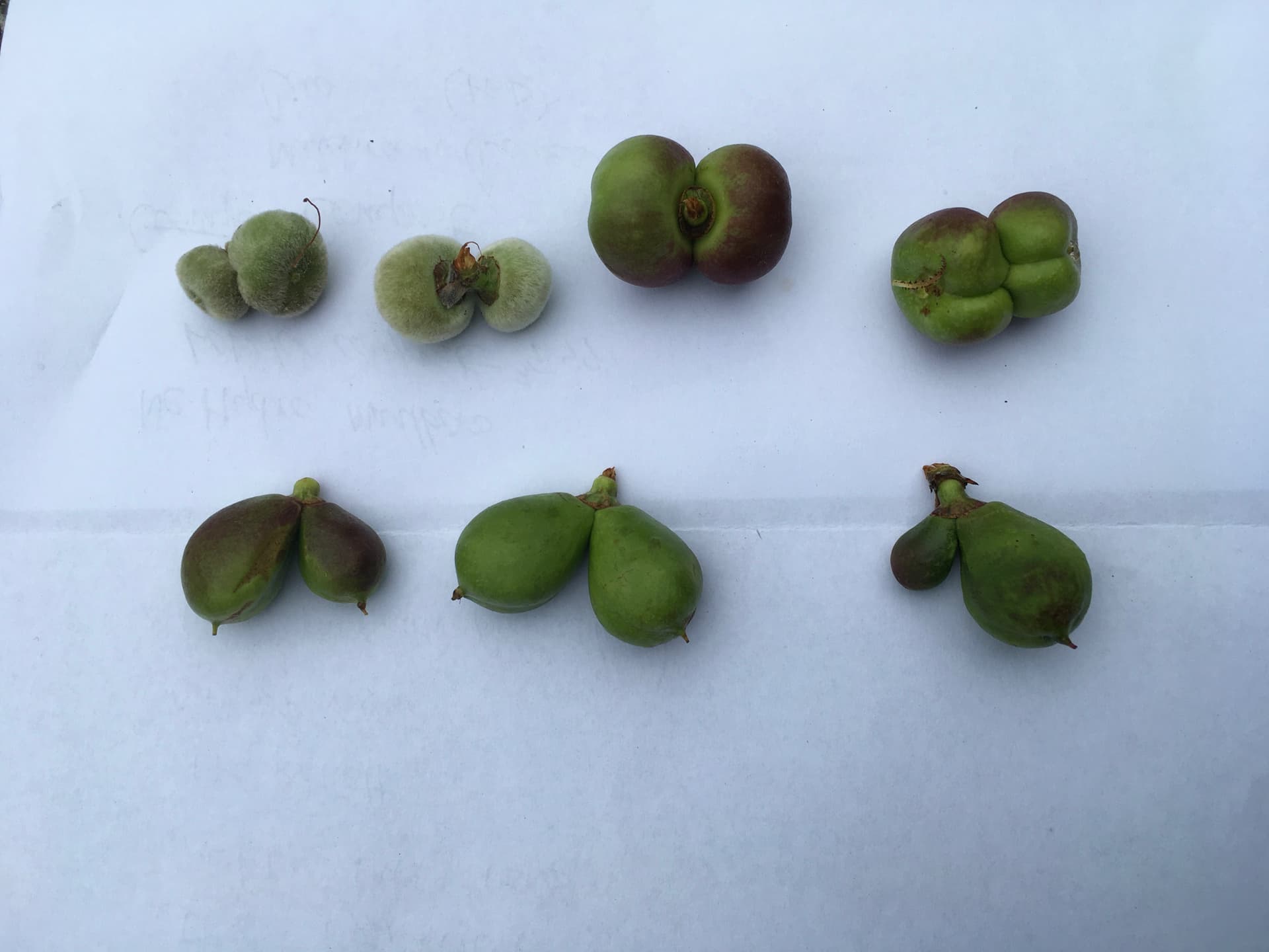 Double plums - General Fruit Growing - Growing Fruit