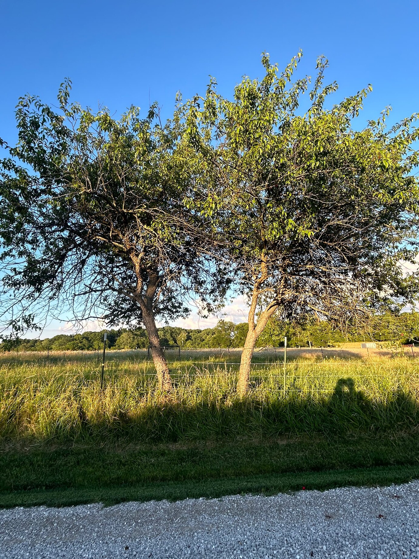 Anyone Growing "american" Plums? - General Fruit Growing - Growing Fruit