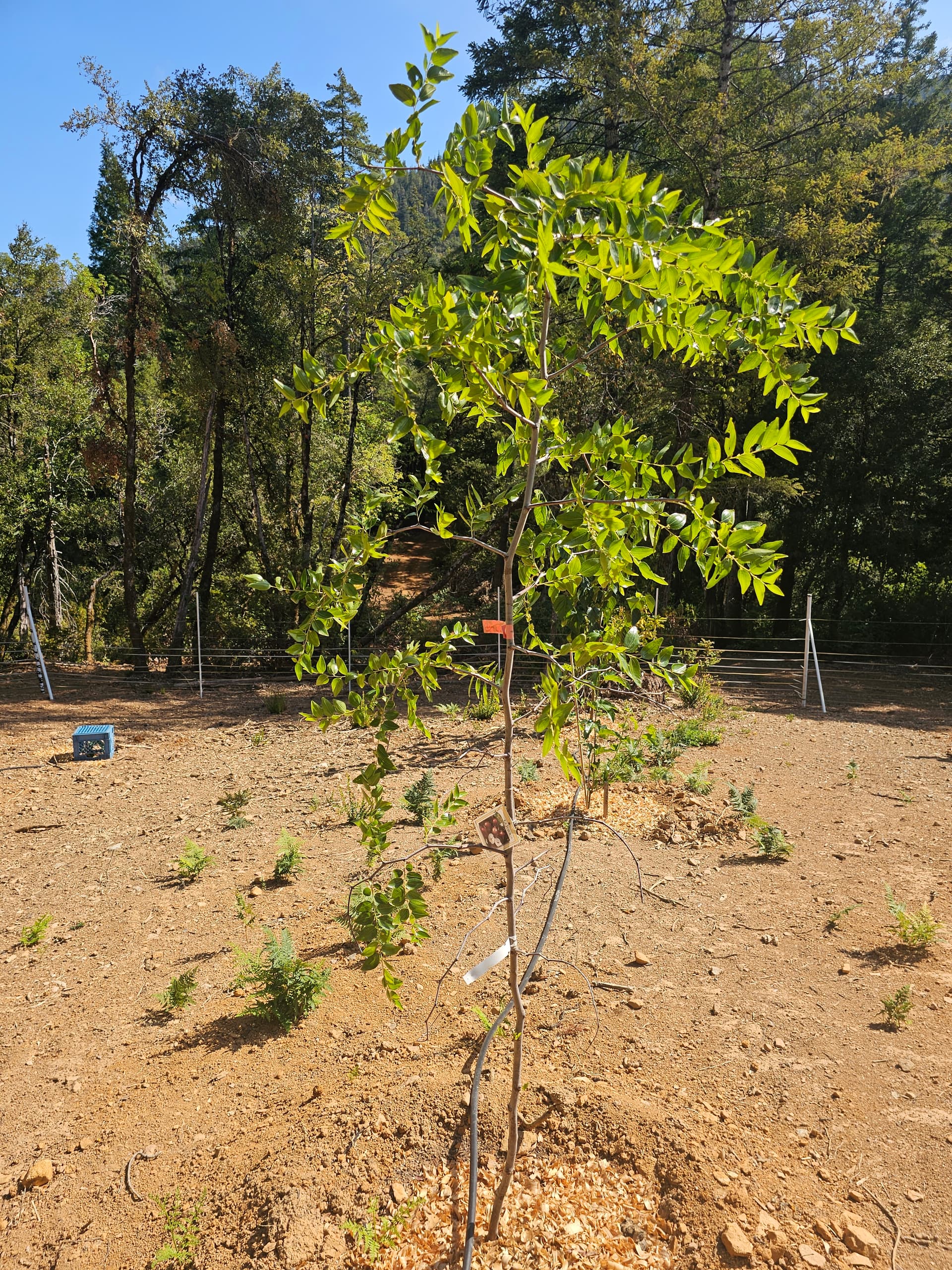 Help with my first jujube trees - General Fruit Growing - Growing Fruit