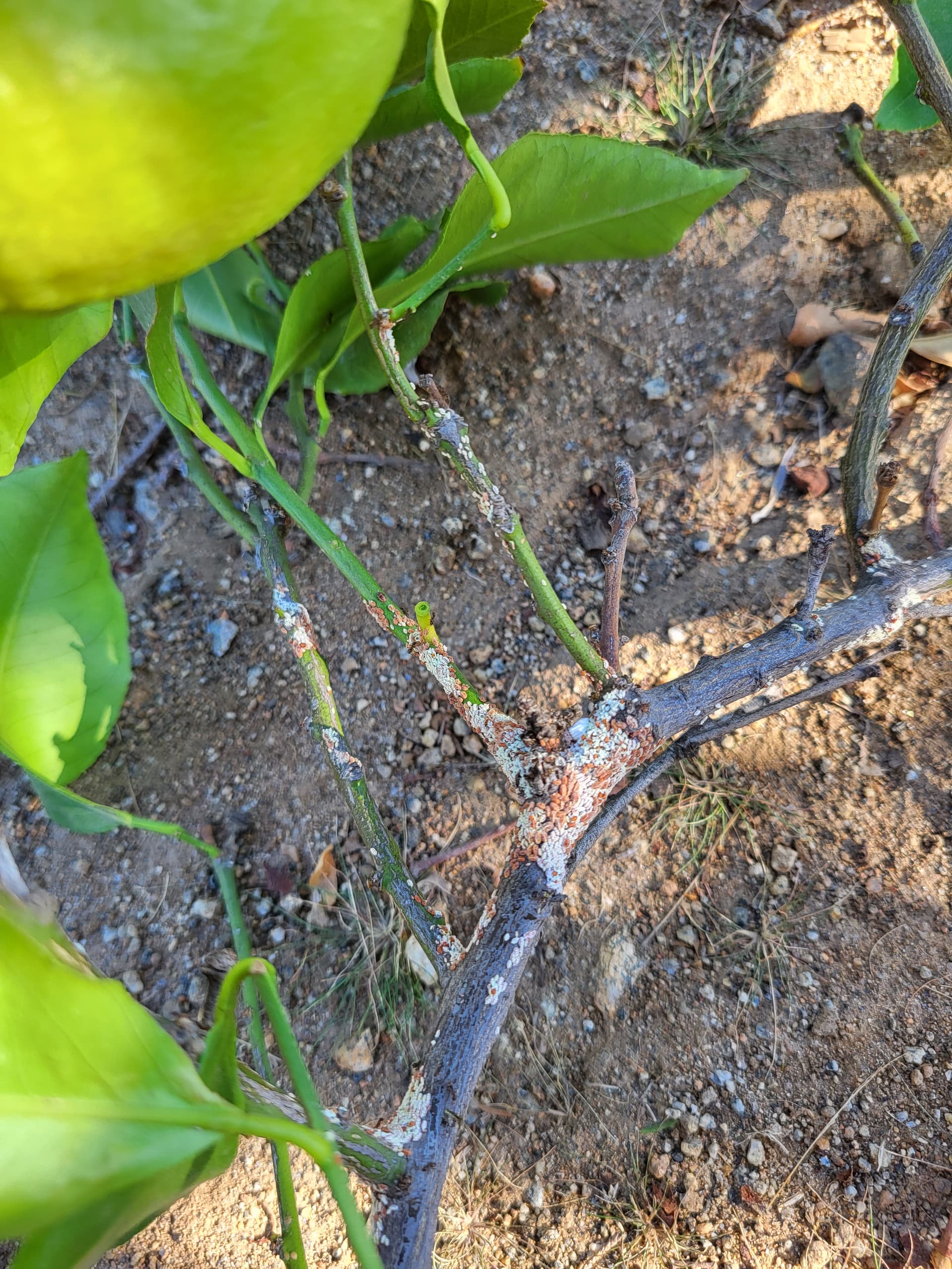 branching lemon tree