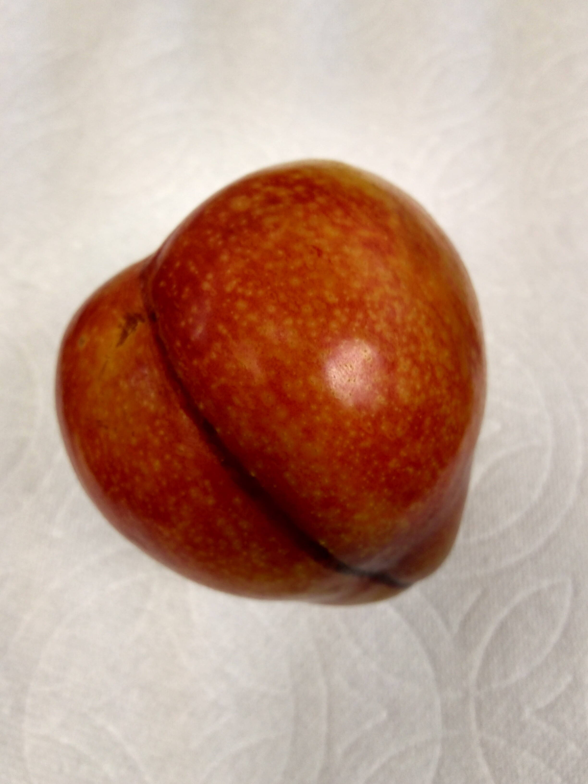 Plum ID, which variety is this Plum? - General Fruit Growing - Growing ...