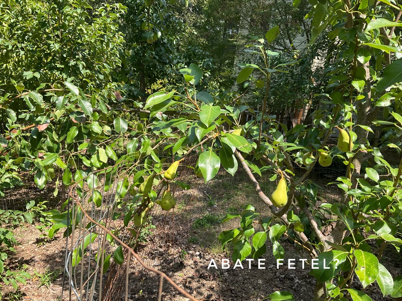 Abate Fetel pear reached top five… - General Fruit Growing - Growing Fruit