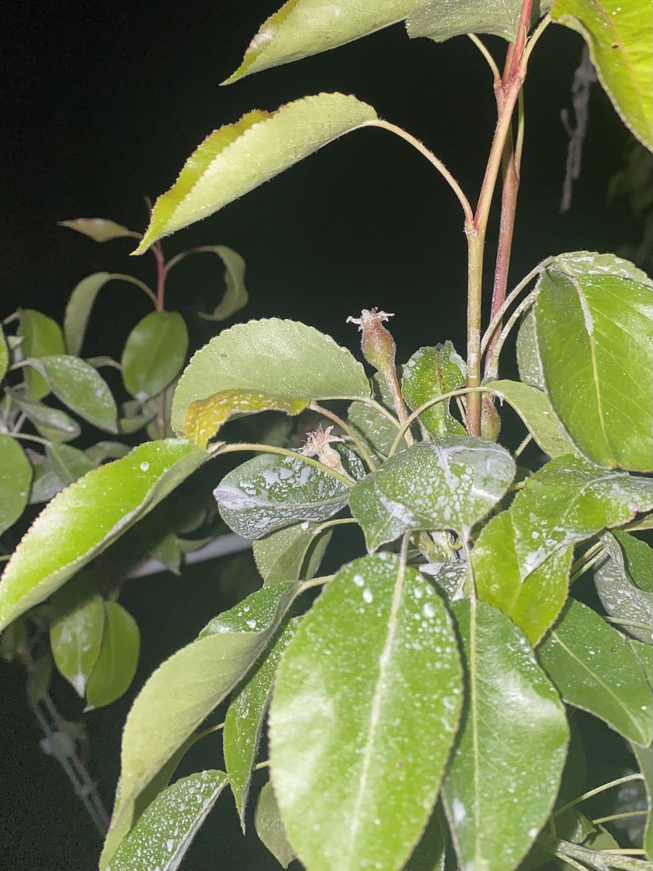 How is the Bell pear doing in 2023, 2024, 2025 - General Fruit Growing ...