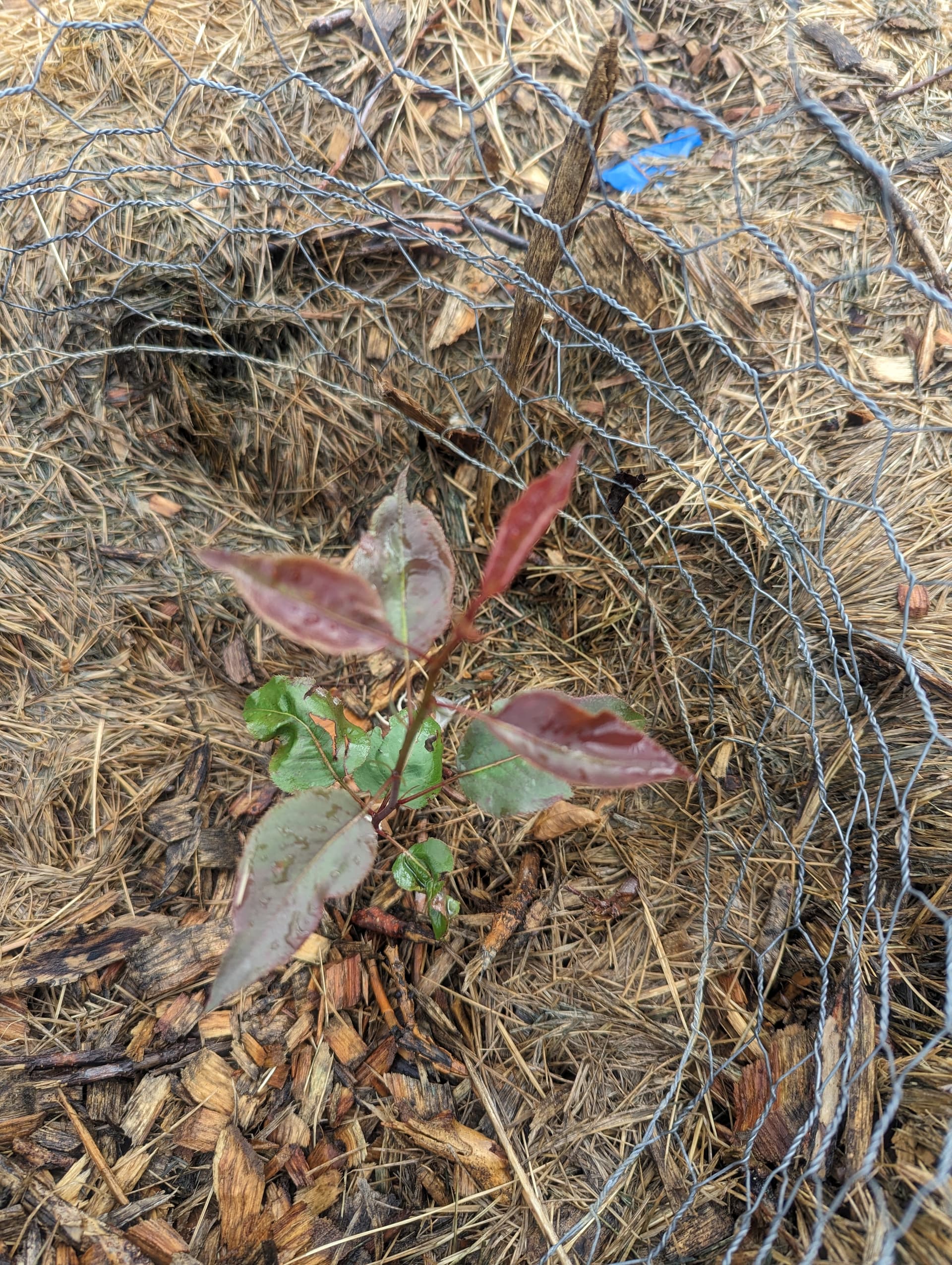 Red Asian pear grafted on Korean Asian pear - General Fruit Growing ...