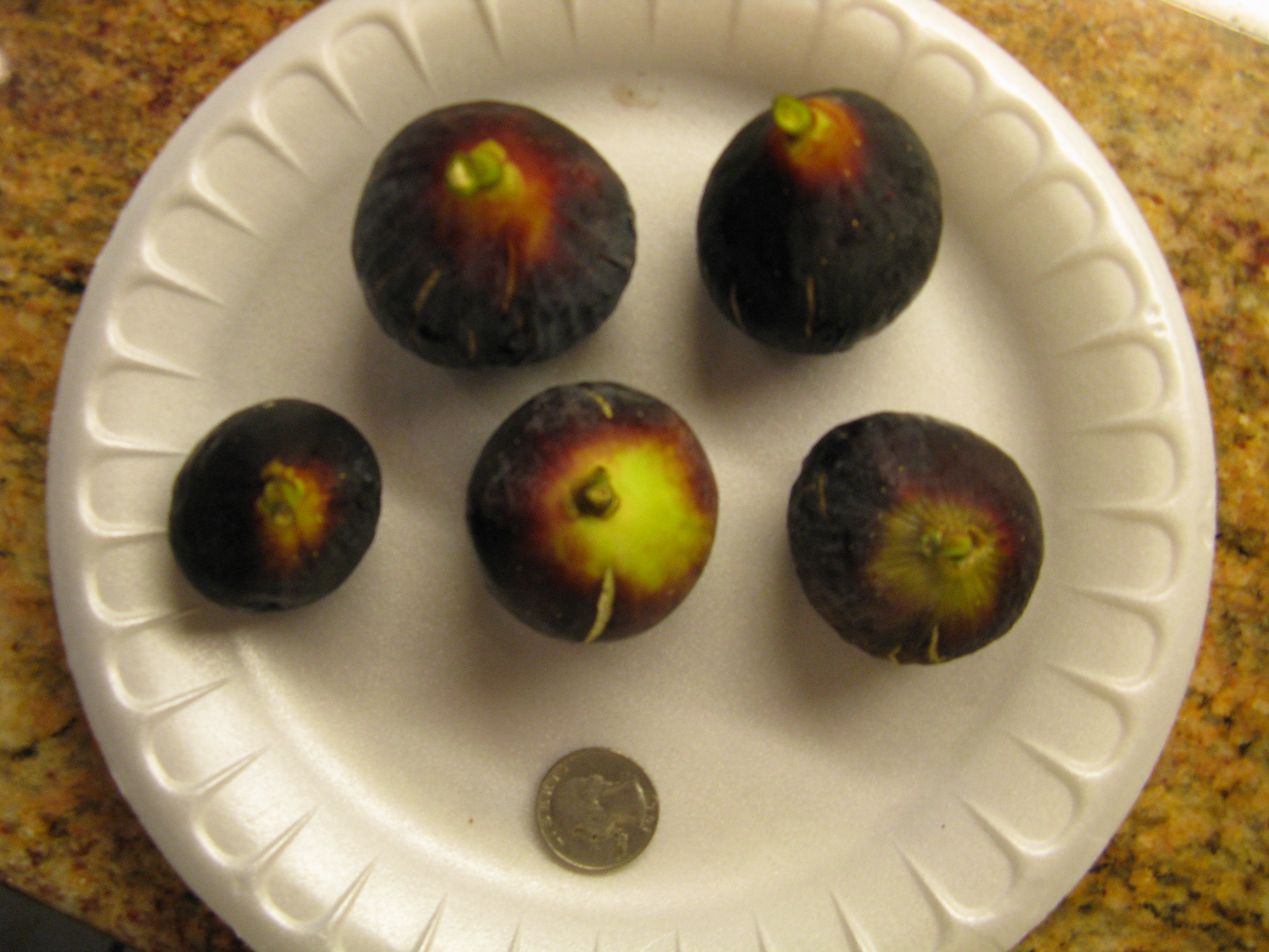 The 2017 fig season - Page 16 - General Fruit Growing - Growing Fruit