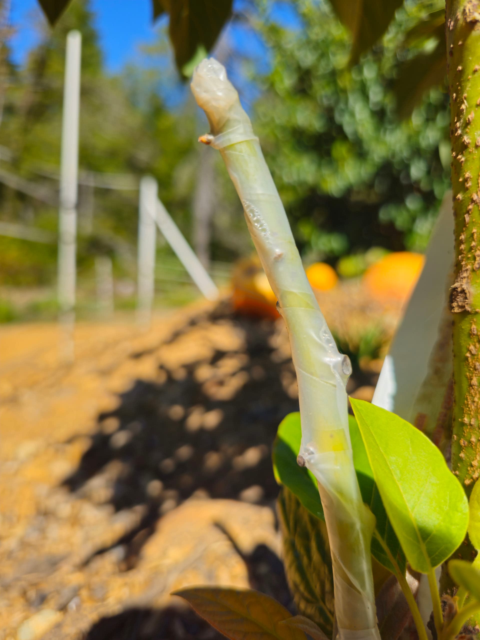 Moisture (Condensation) Buildup in Avocado Scion Parafilm, Turning ...