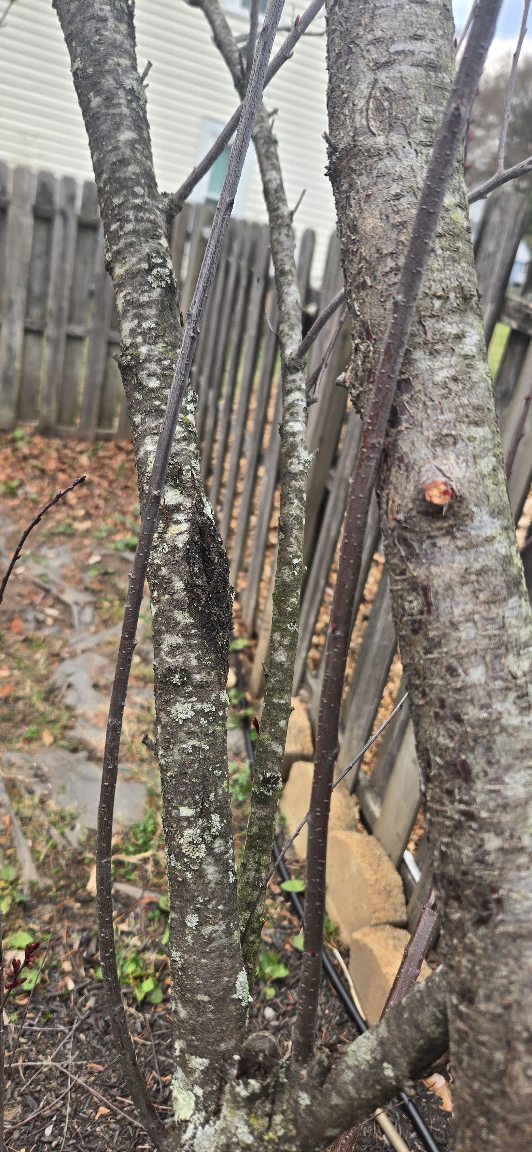 Tree canker? Sun/freeze damage? - General Fruit Growing - Growing Fruit