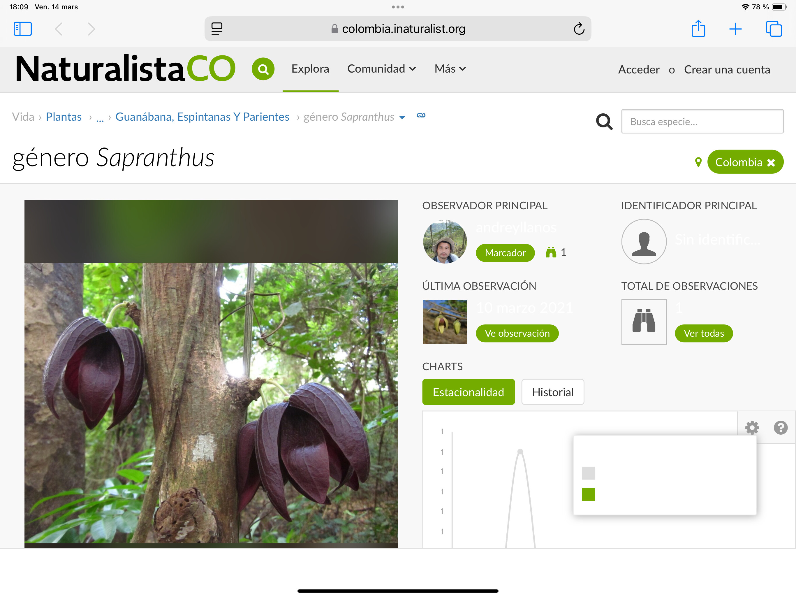 Anyone aware of this tropical relative of pawpaws? - General Fruit ...