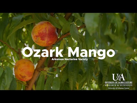 Ozark Mango Nectarine - General Fruit Growing - Growing Fruit