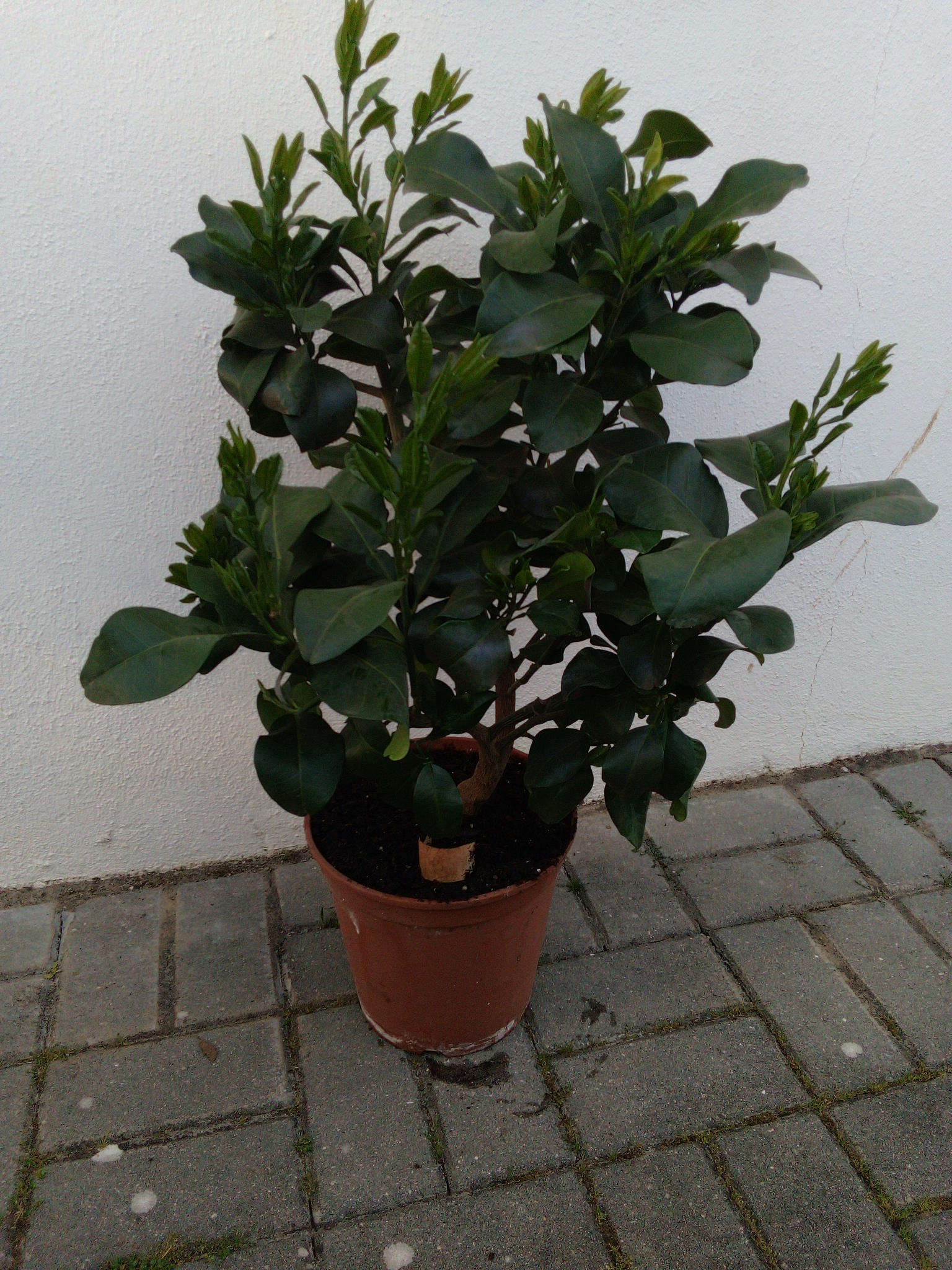 My small fruit tree orchard - Page 21 - General Fruit Growing - Growing ...