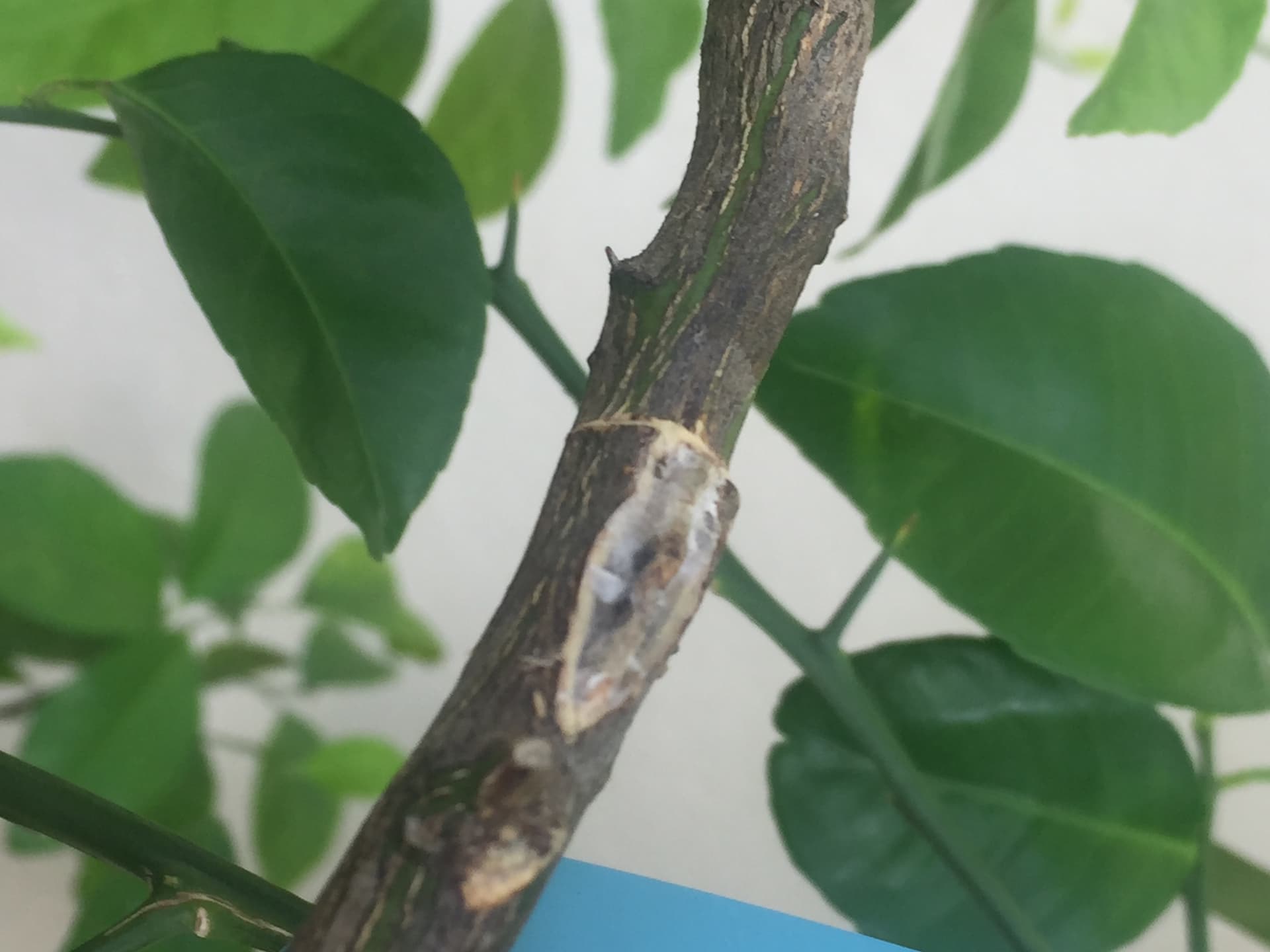 Did my T-buds survive? - General Fruit Growing - Growing Fruit