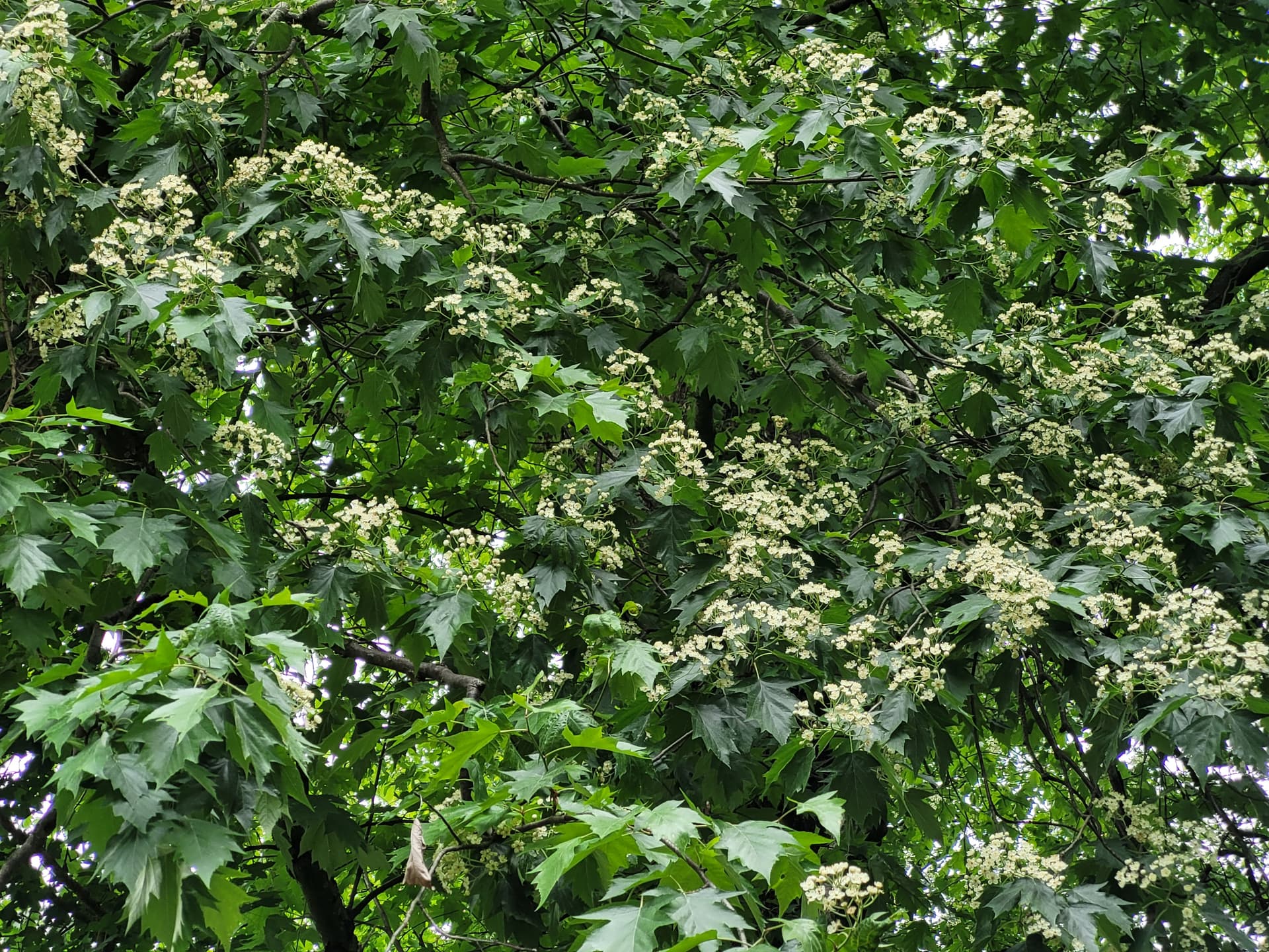 True service tree (Sorbus Domestica) - Pictures! - Growing Fruit