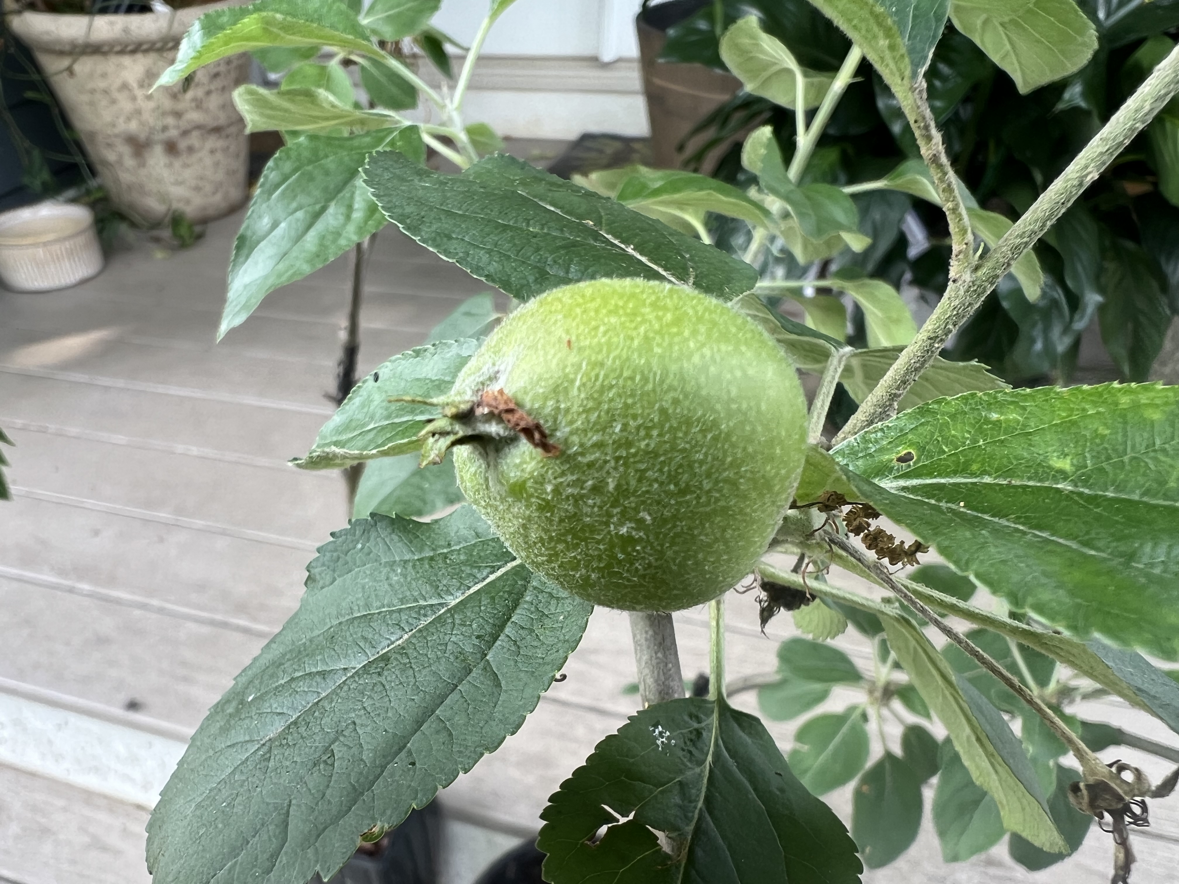 Bench grafting, mini trees - General Fruit Growing - Growing Fruit