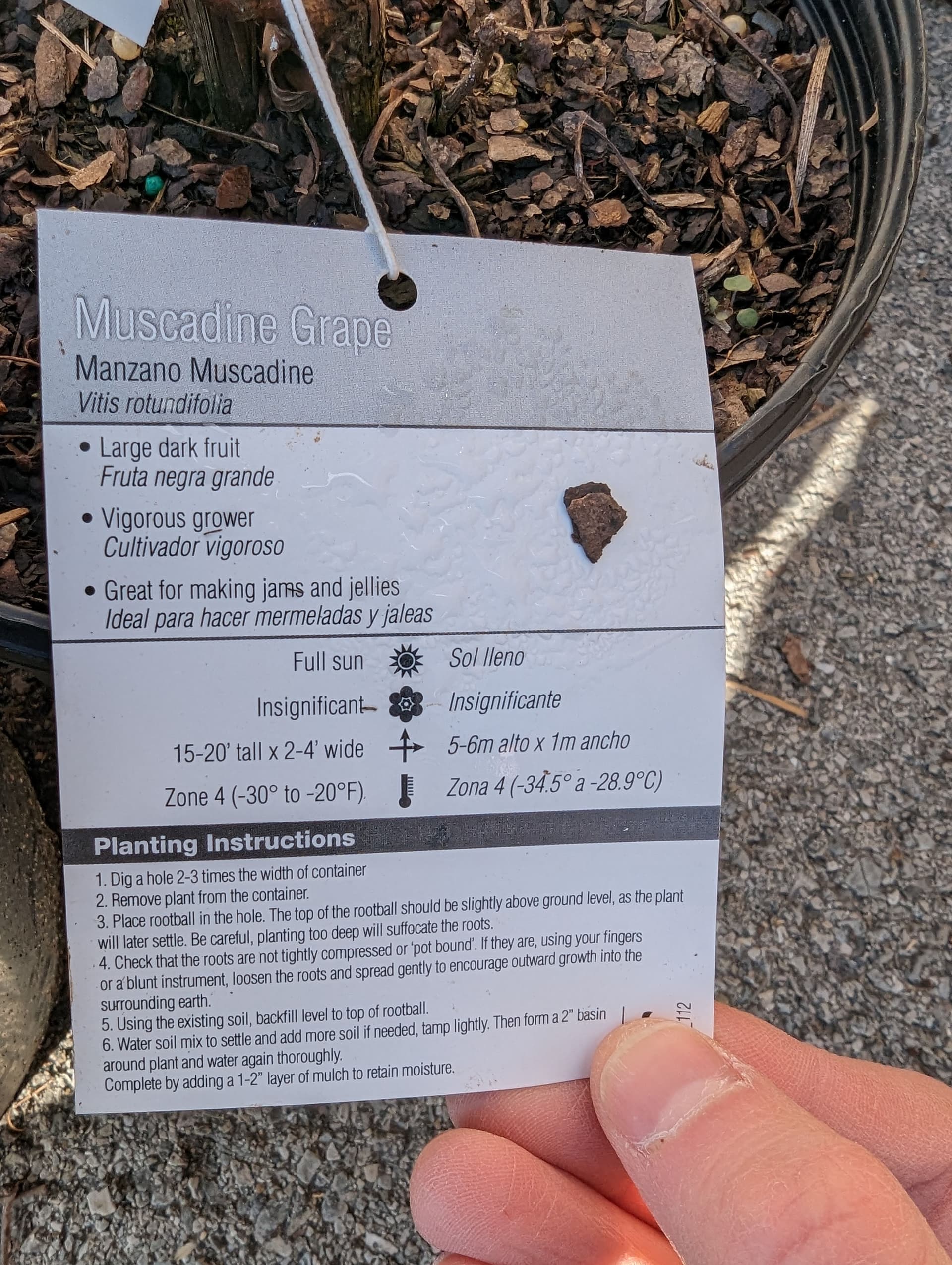 Manzano Muscadine? - General Fruit Growing - Growing Fruit