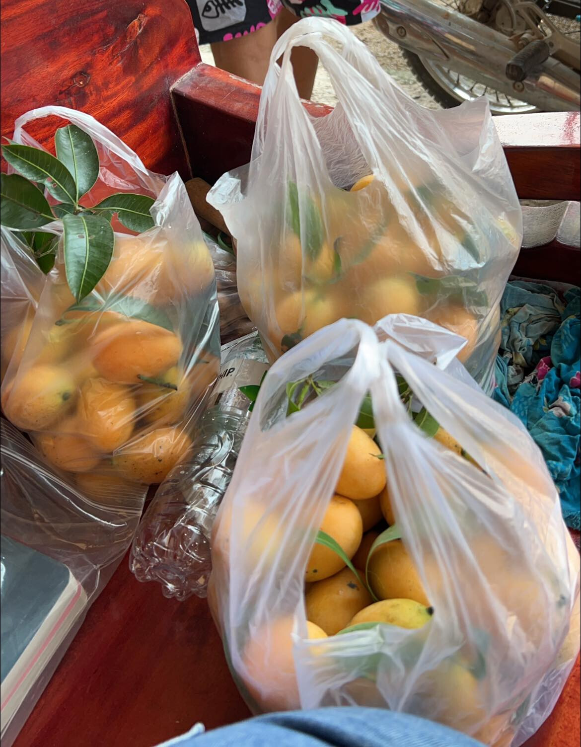 Maprang - new to me fruit - General Fruit Growing - Growing Fruit