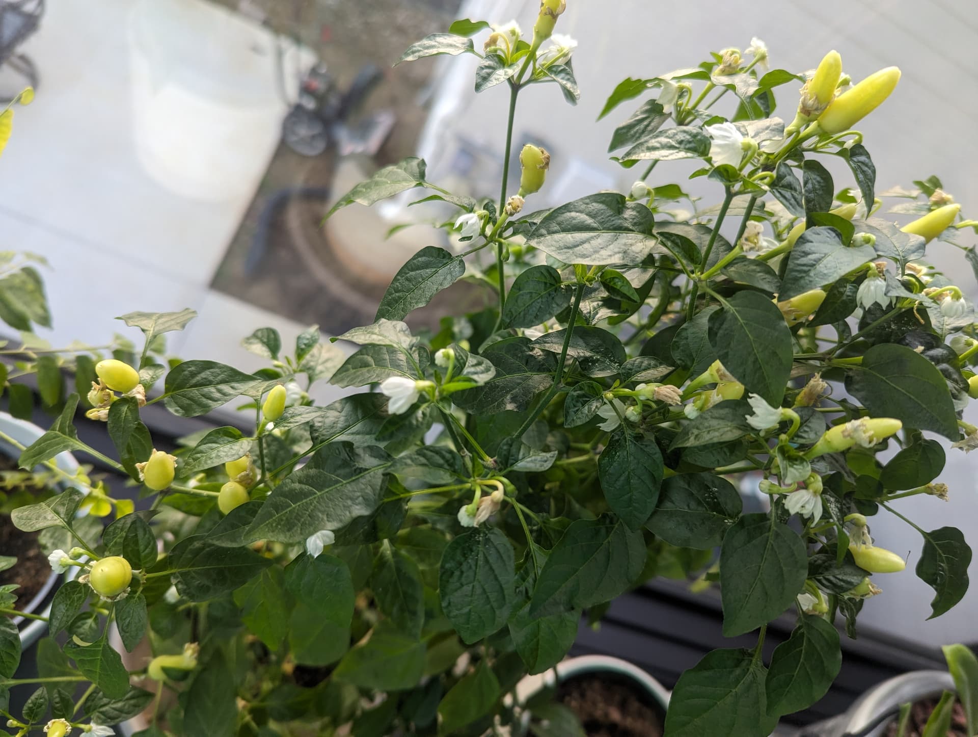 All year around indoor hot pepper - Page 2 - General Gardening ...