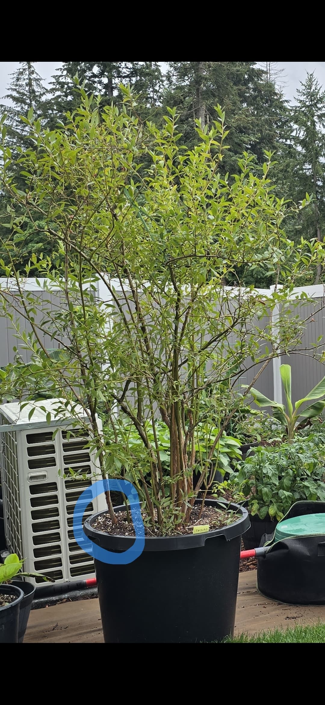 Propagating blueberries - Page 2 - General Fruit Growing - Growing Fruit