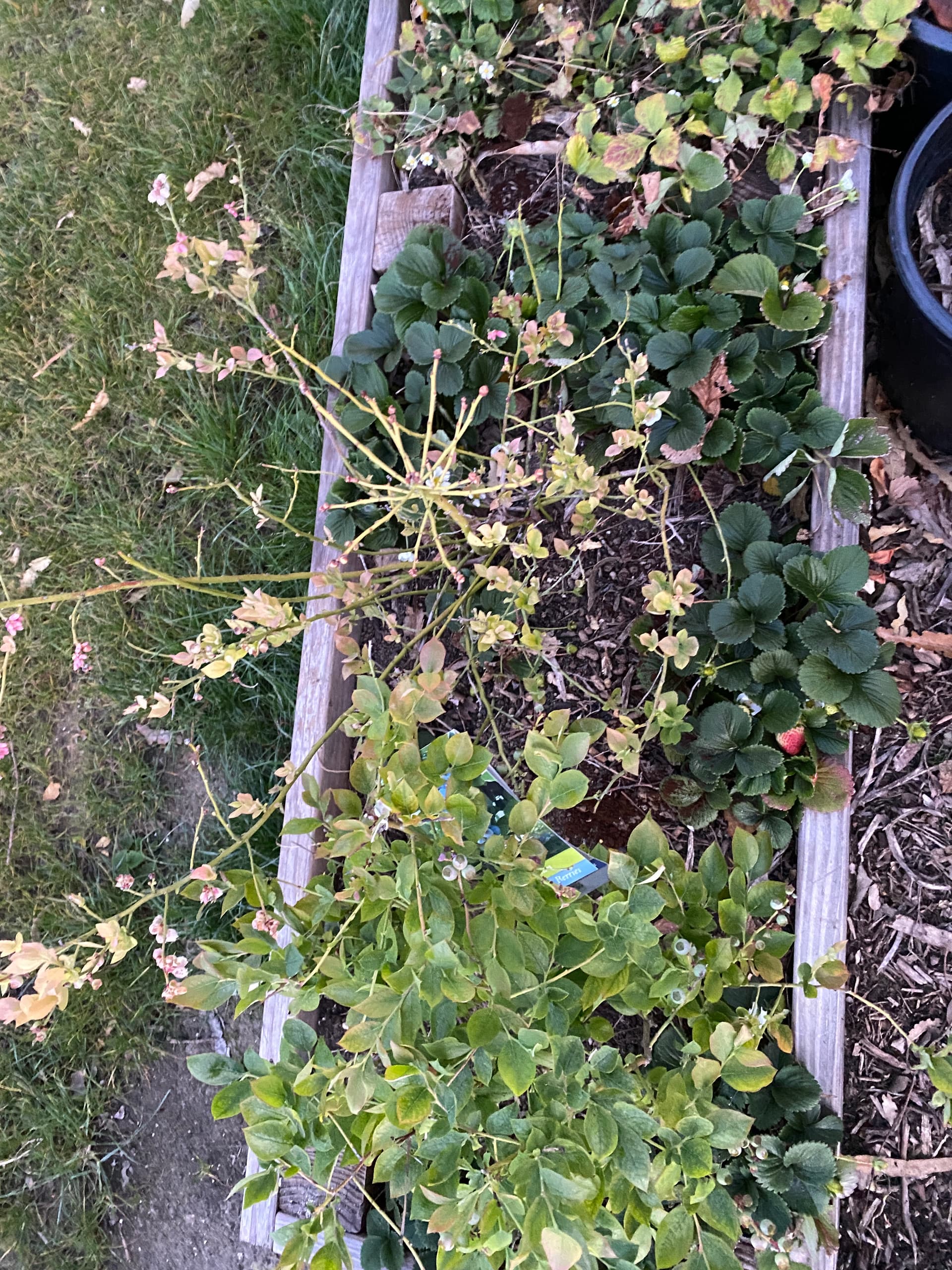 Weird Strawberry shapes - General Fruit Growing - Growing Fruit