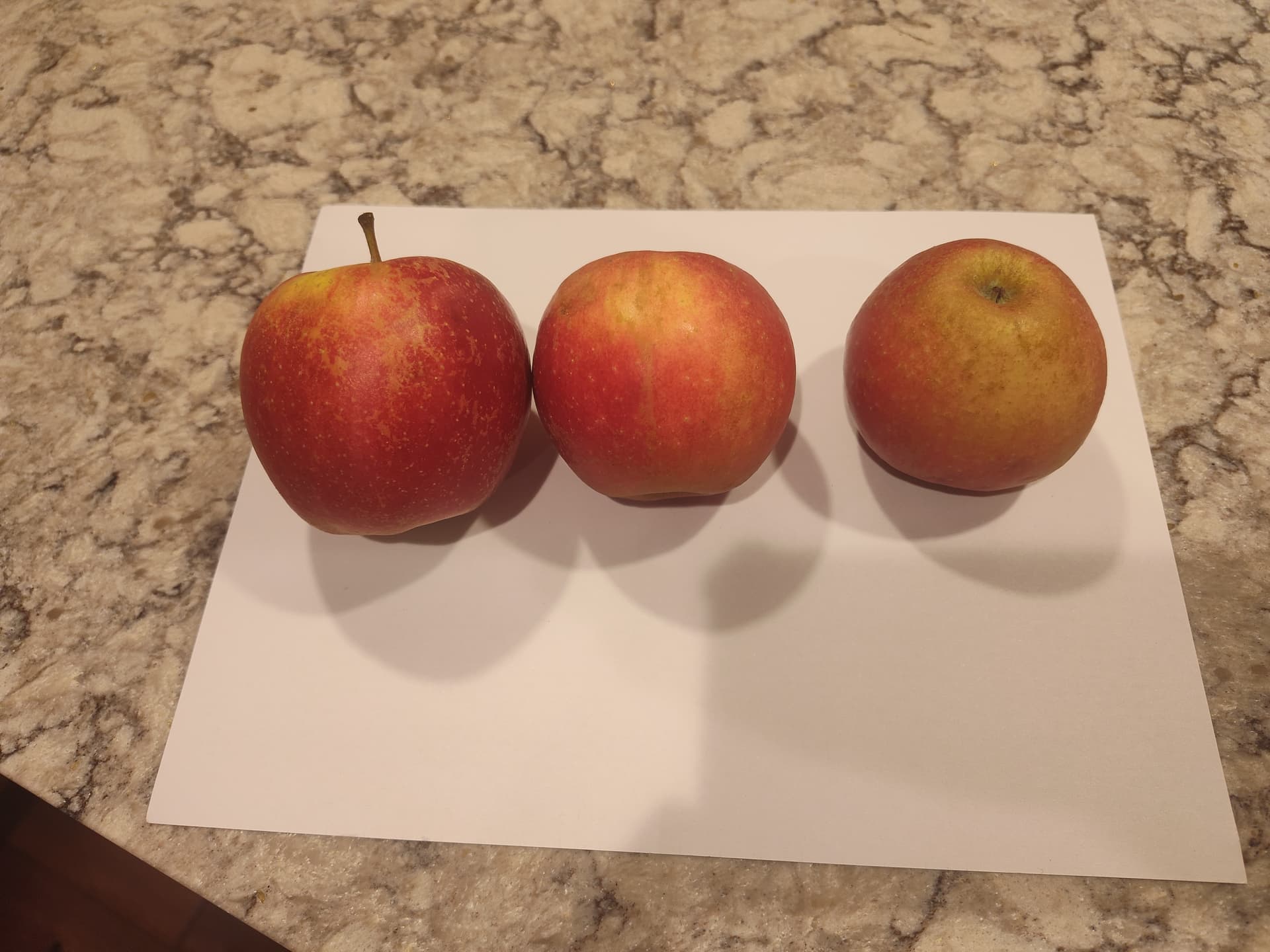 Sabina Apple (SPA343) - General Fruit Growing - Growing Fruit
